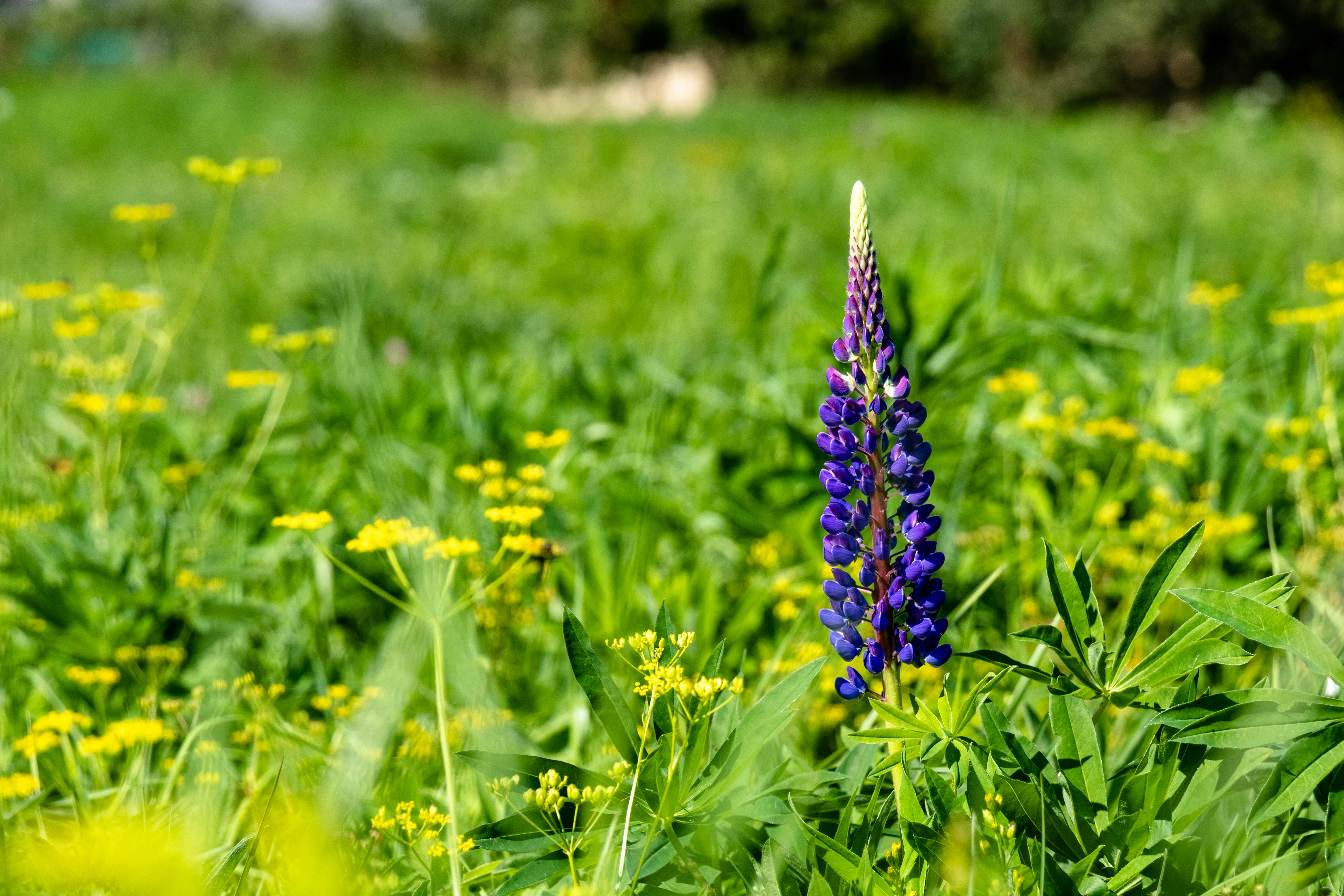 Une fleur violette au milieu d’un champ verdoyant photo – Image ...