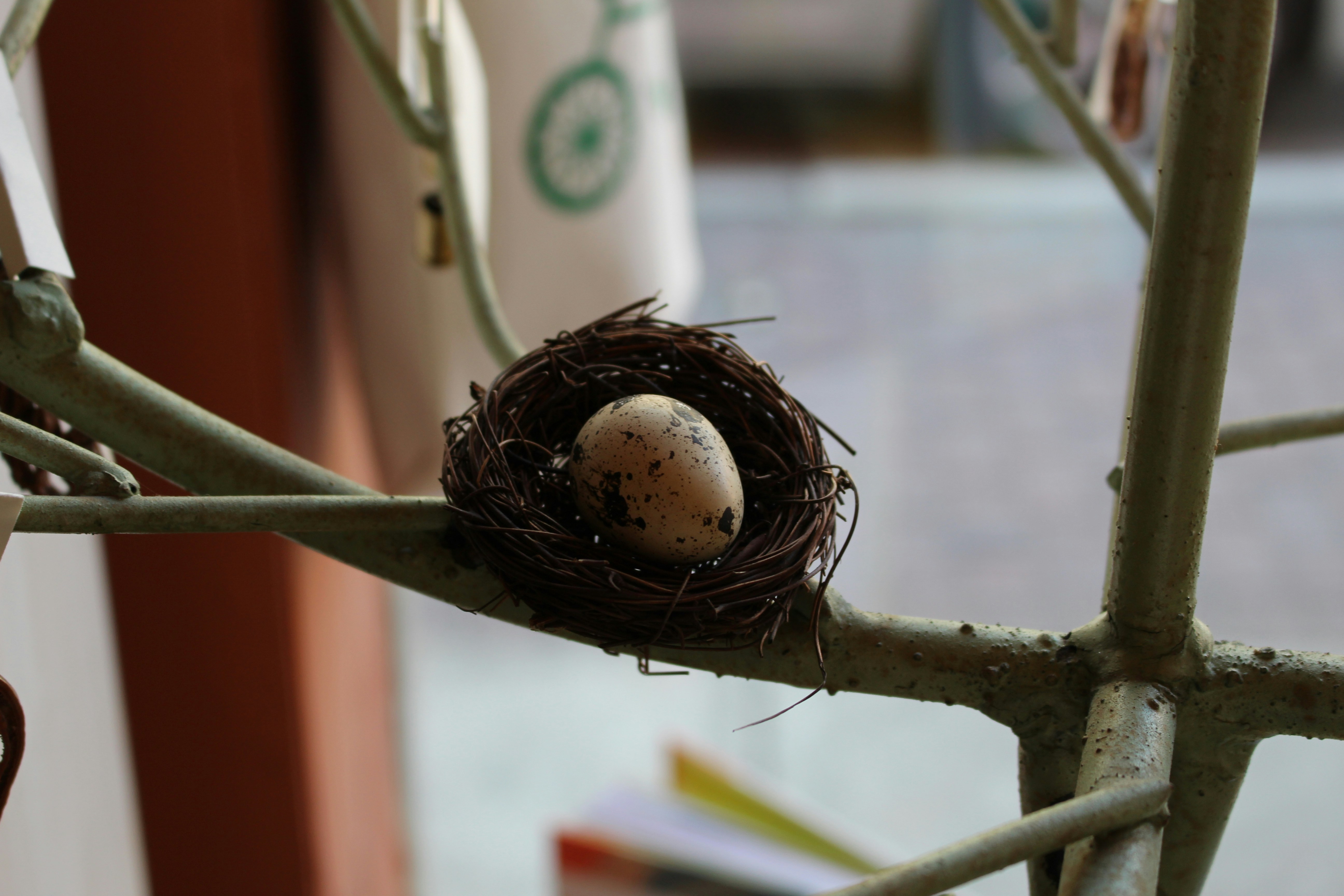 bird egg in nest on branch