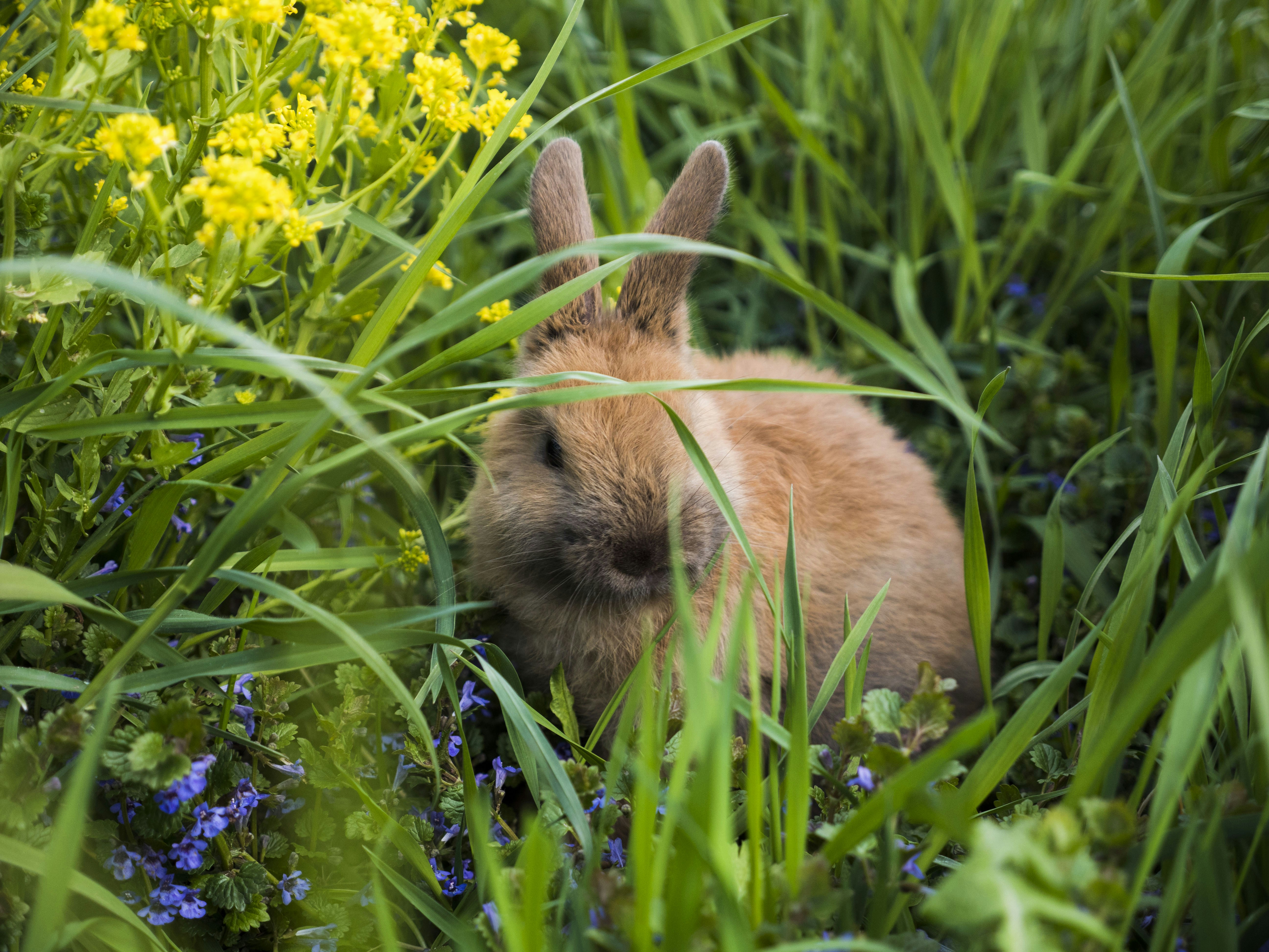 Ambush in the Meadow: A Rabbit Amid Spring Greens and Golden Blooms