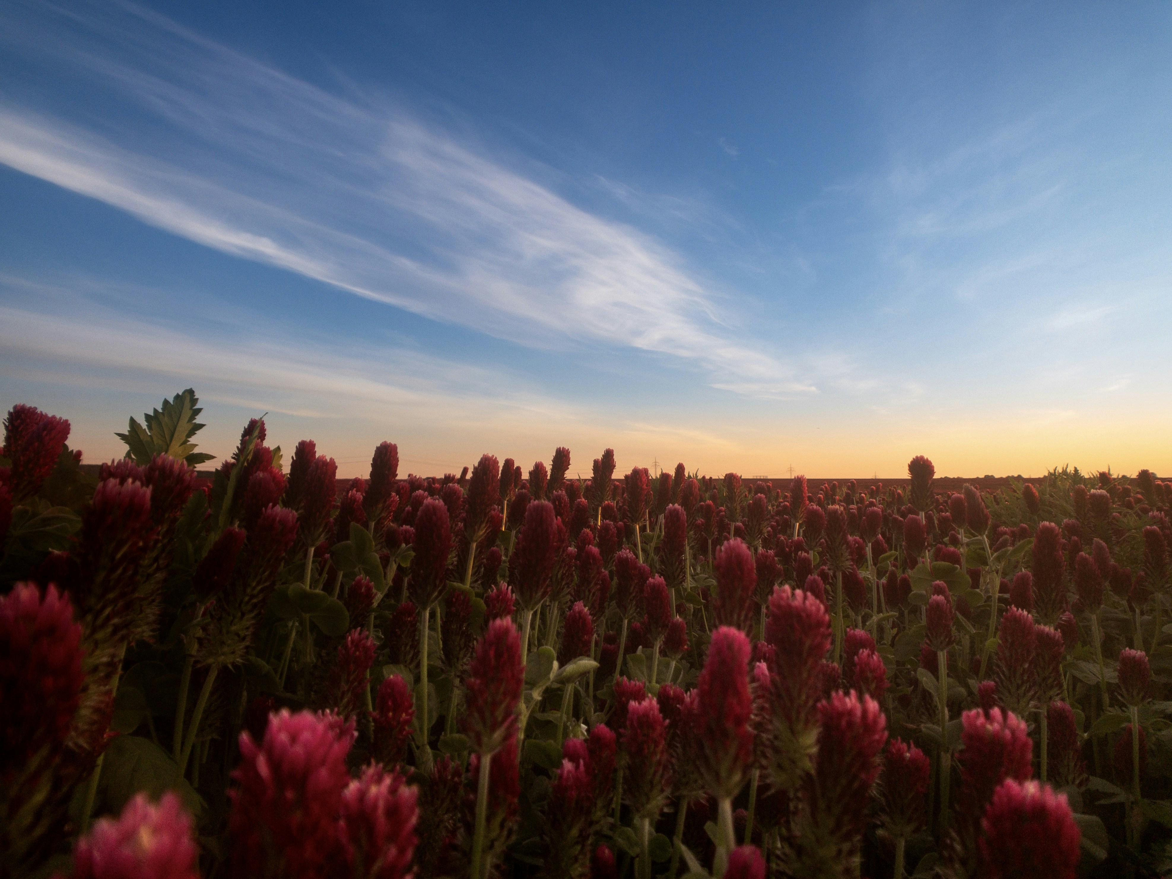 Magenta Heather at Sunset: Quiet Horizon and Warm Light