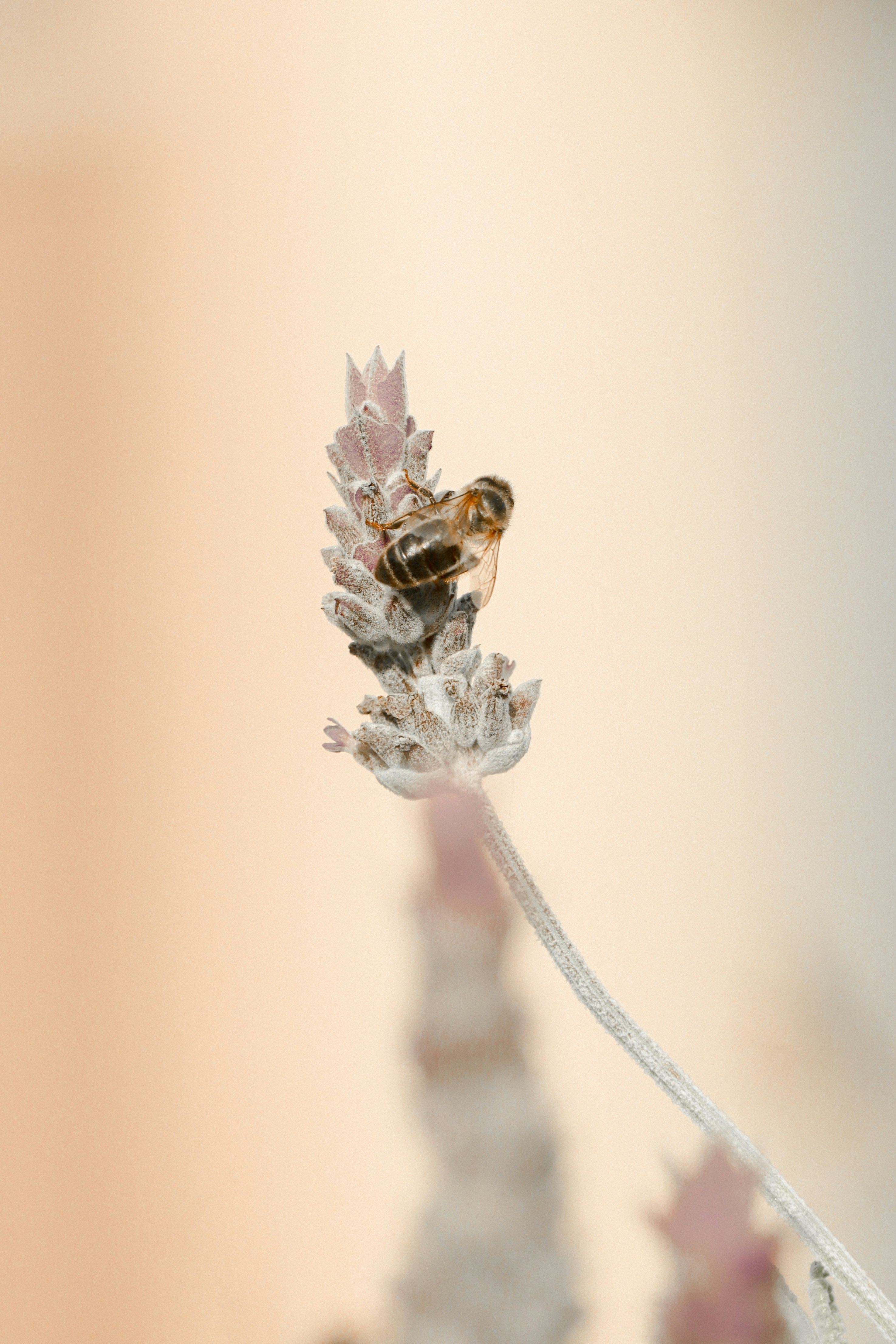 A bee delicately perched on a lavender flower, showcasing the intricate details of its wings and the flower's texture against a soft, blurred background.