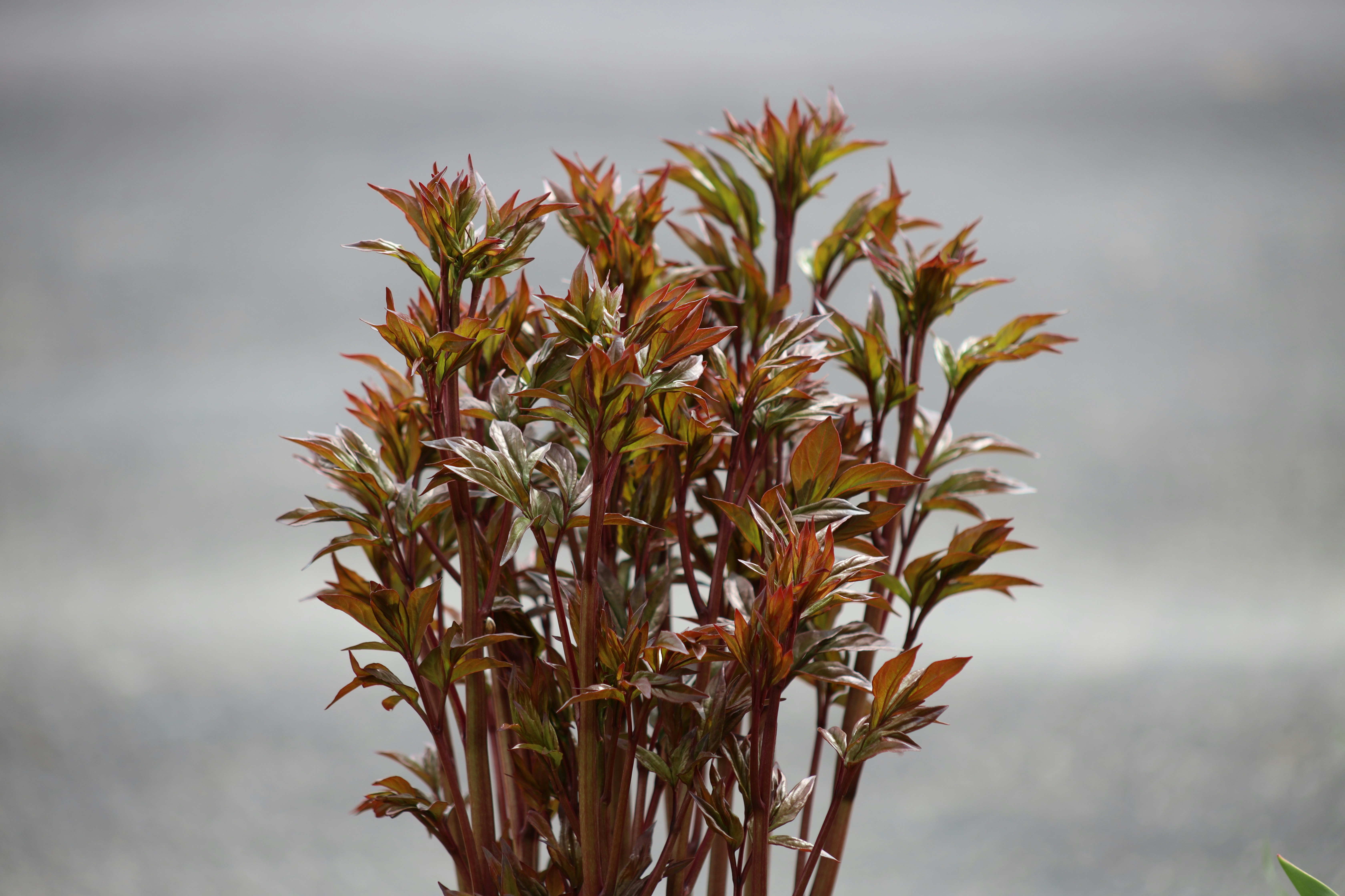 green and brown plant during daytime