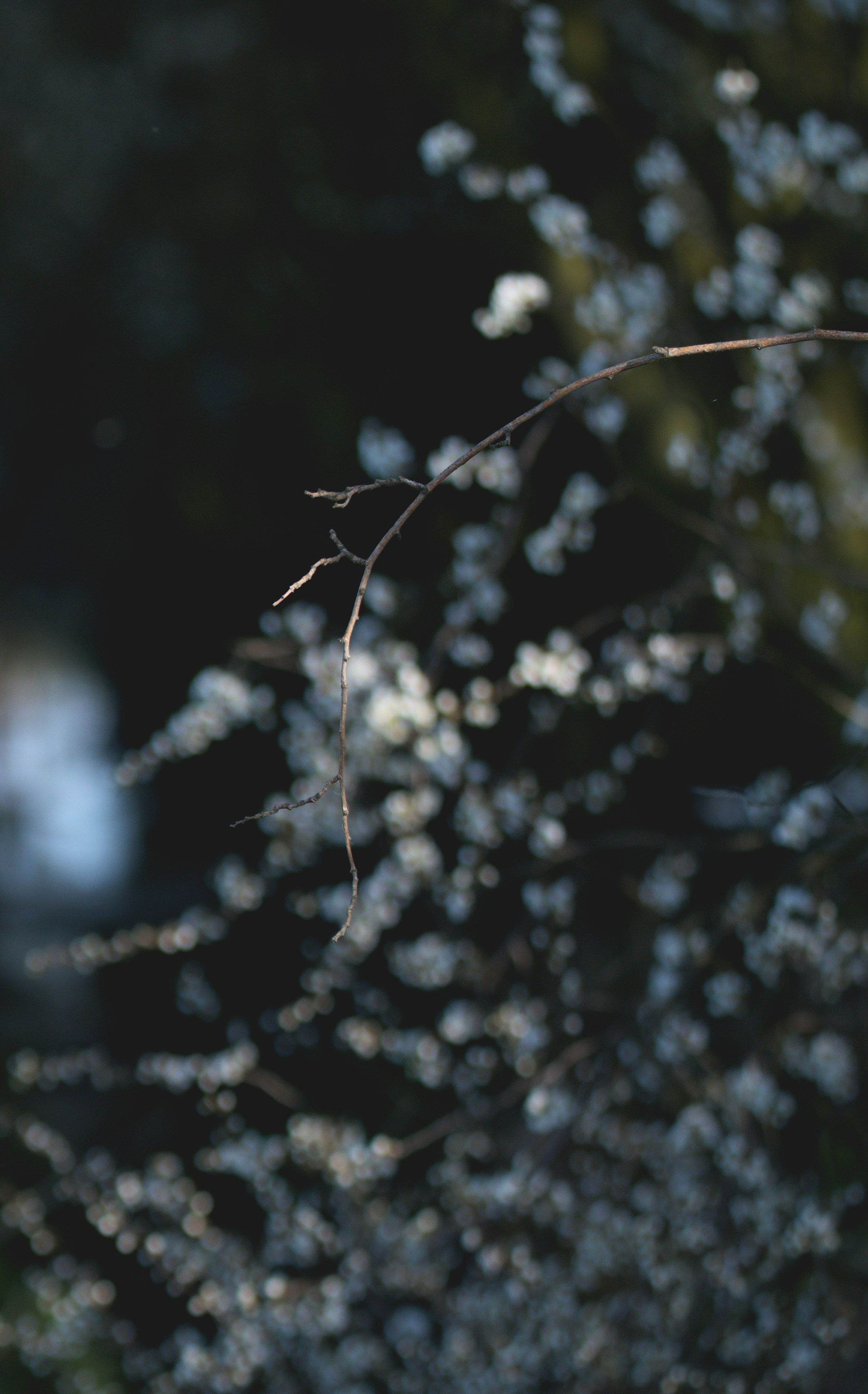 Delicate white blossoms shimmering against a dark backdrop, with a slender branch curving gracefully in the foreground.