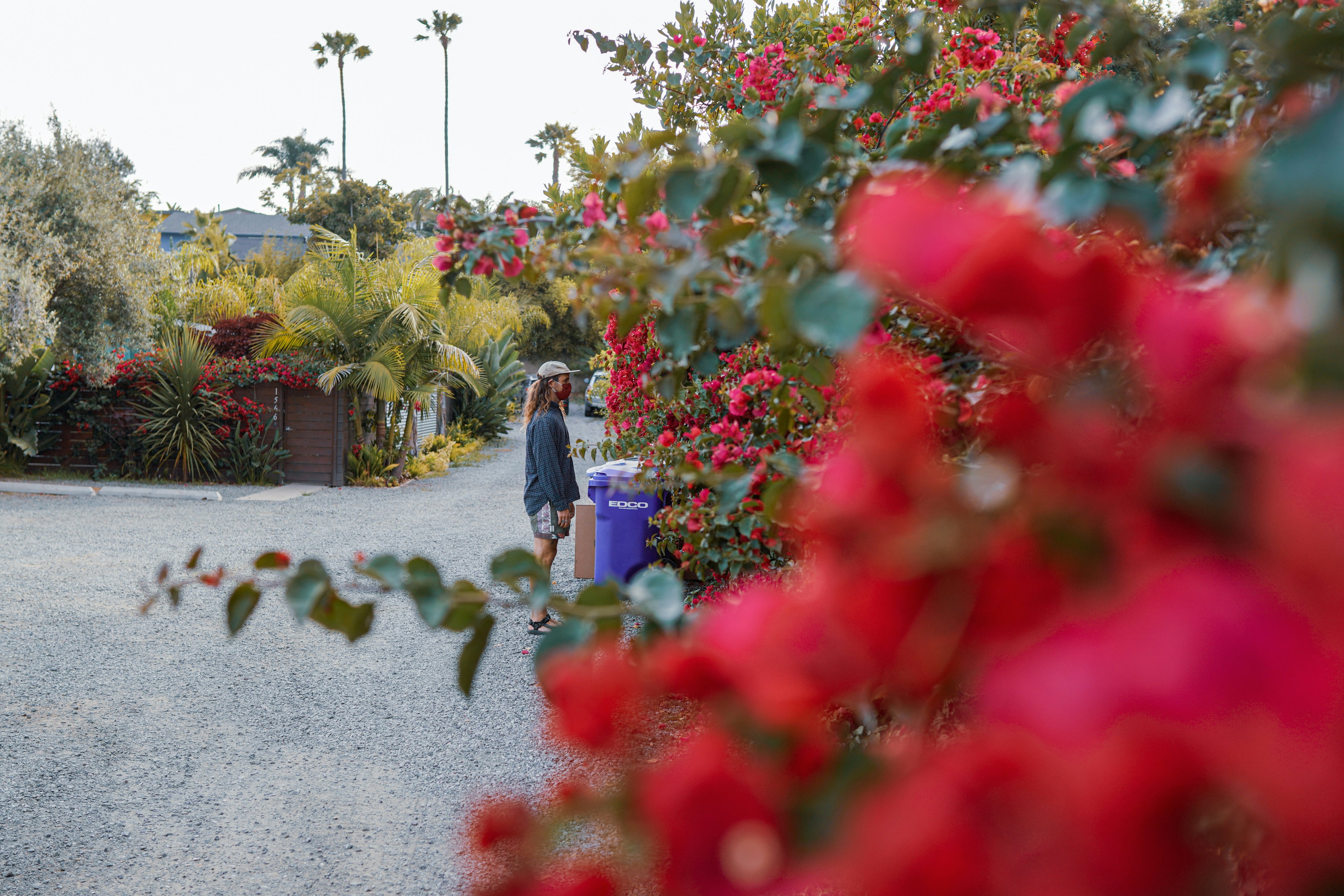 A person stands beside a purple trash bin on a gravel path, framed by vibrant red bougainvillea flowers. Palm trees rise in the background.