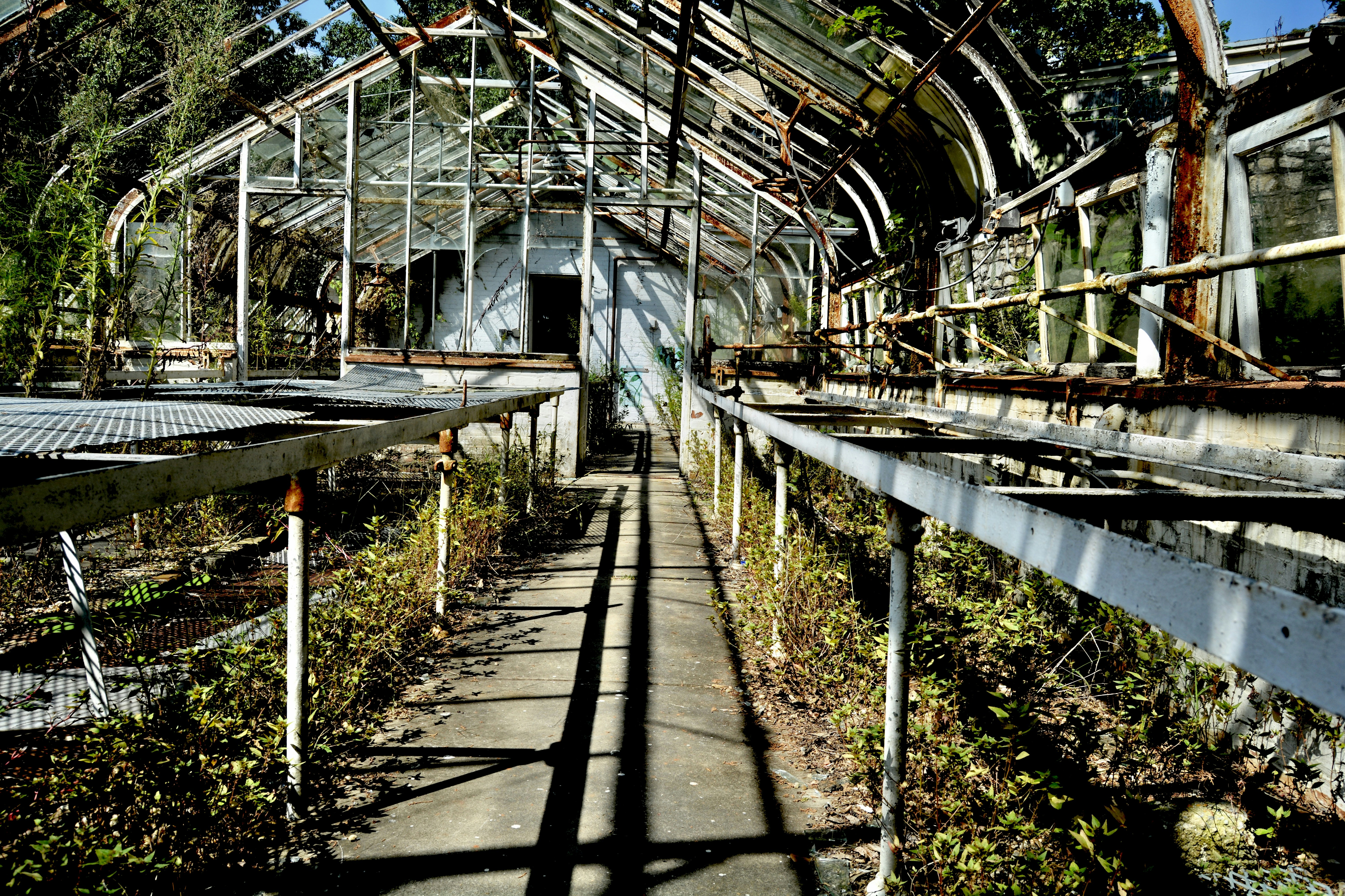 green plants in greenhouse during daytime