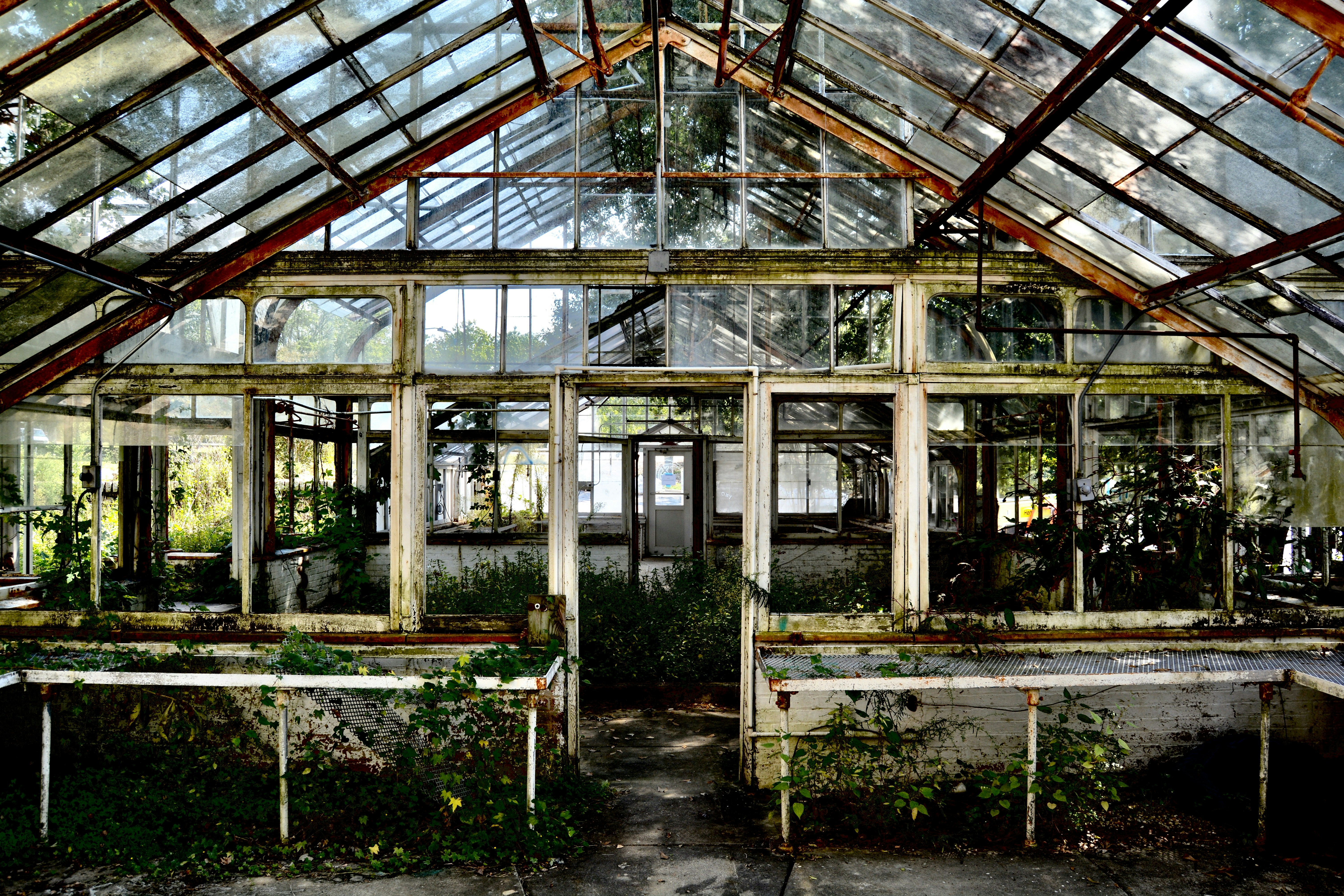 Abandoned greenhouse filled with overgrown plants and weathered glass, showcasing the passage of time and nature's reclaiming touch.