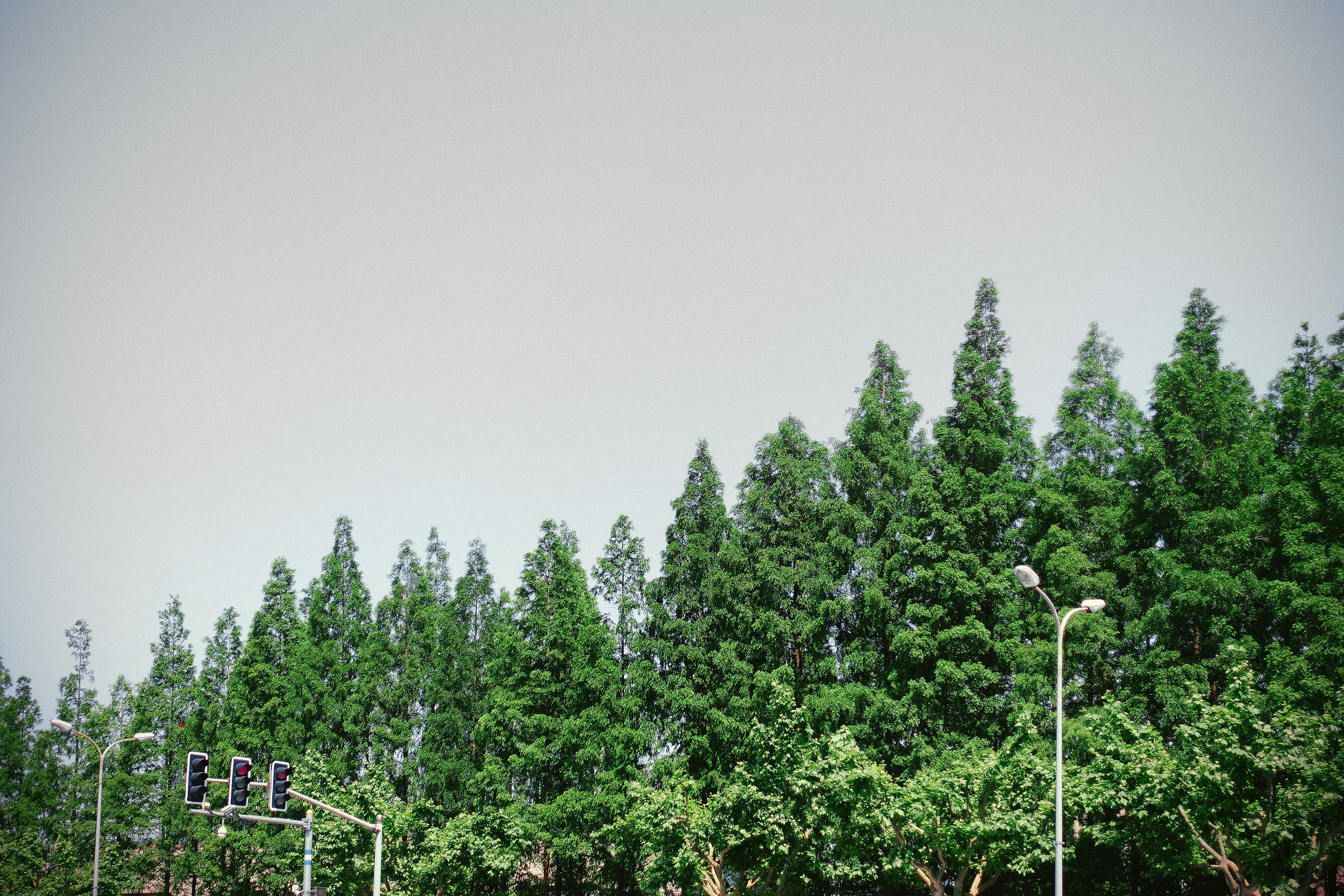 Pine Canopy Over Red Signals at a Quiet Street Corner