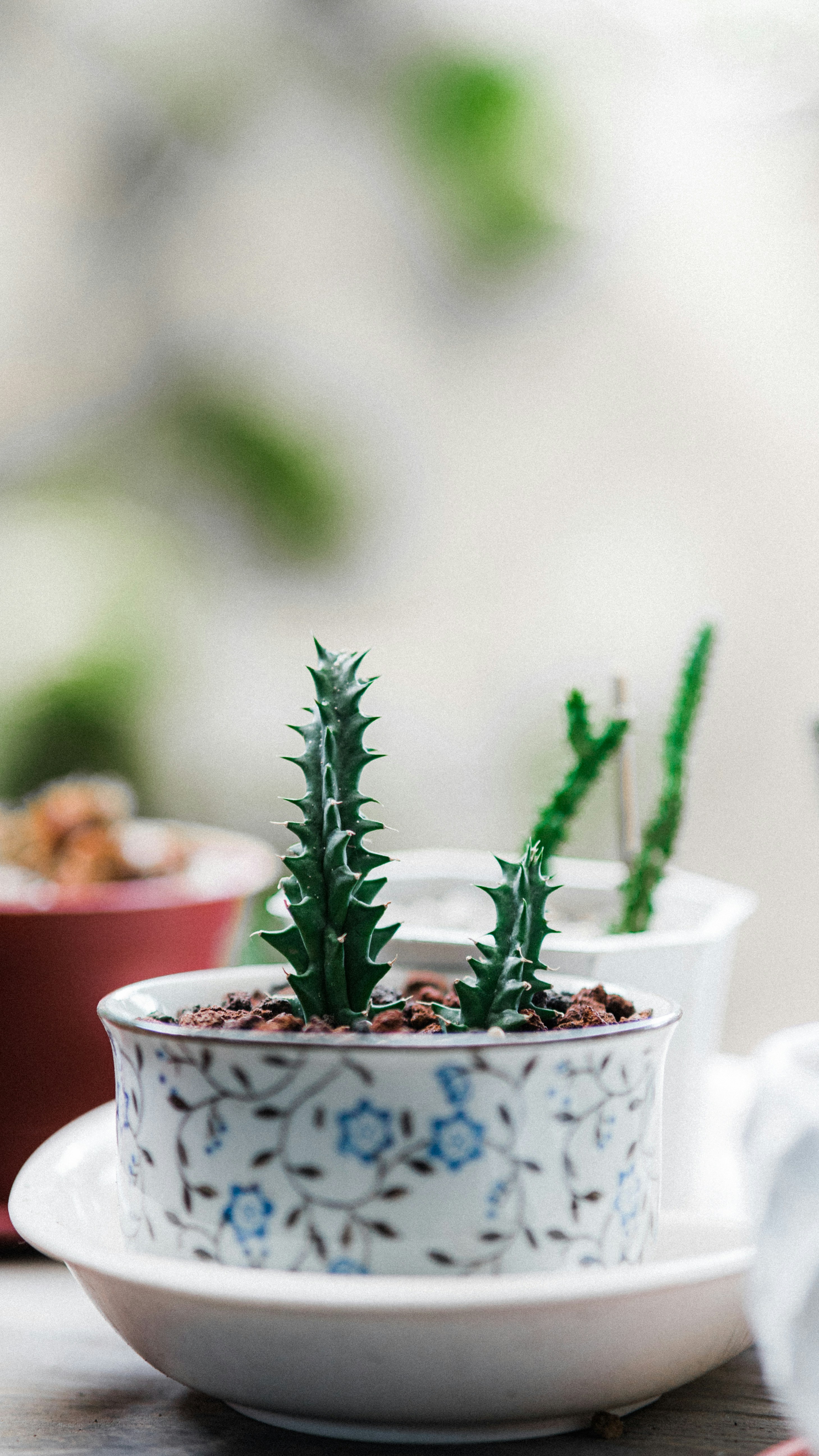 Cacti arranged in decorative pots, showcasing their unique shapes and textures against a softly blurred background.