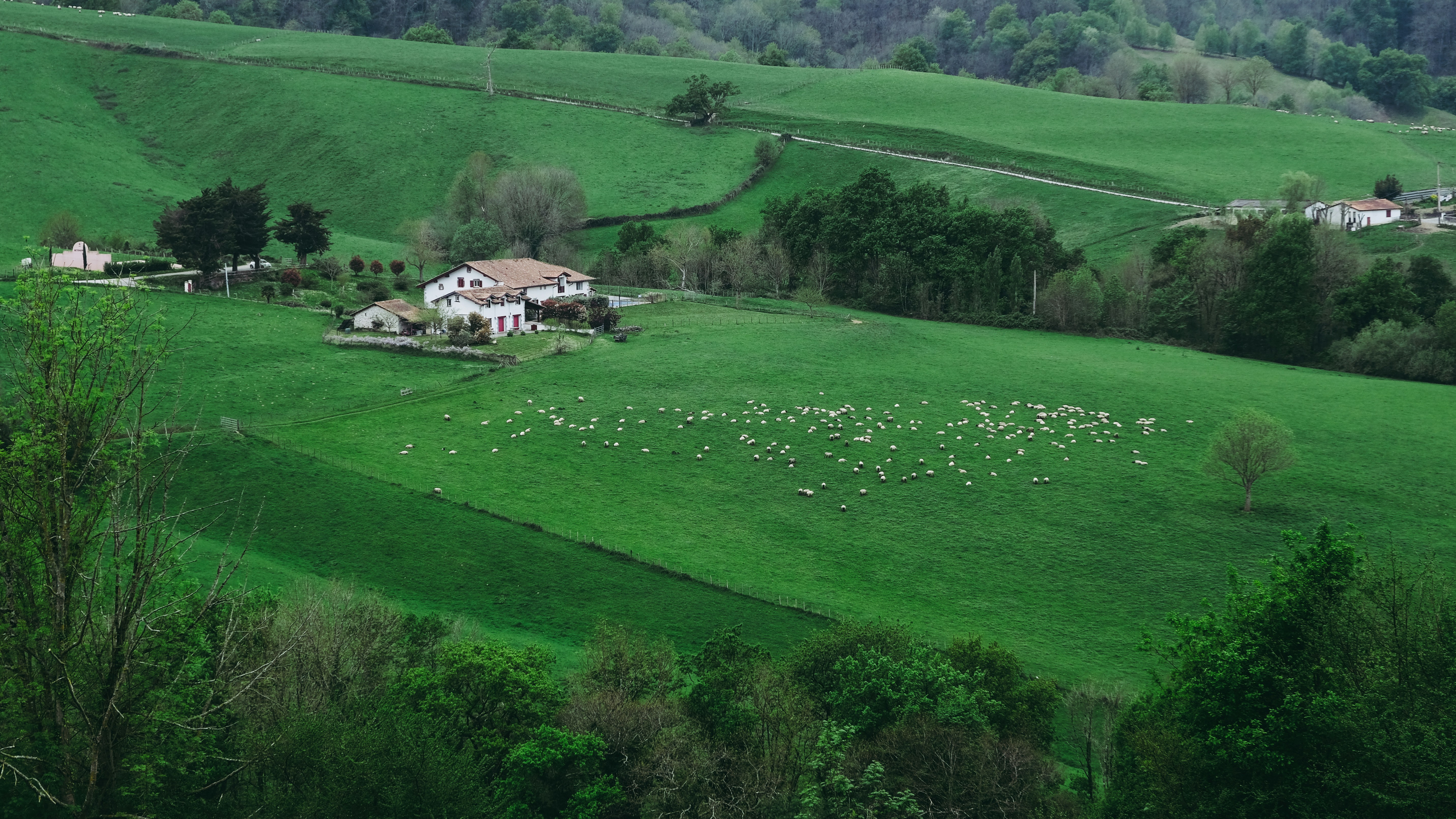 Green Ridge Farmstead: Sheep Meadow Across Rolling Hills