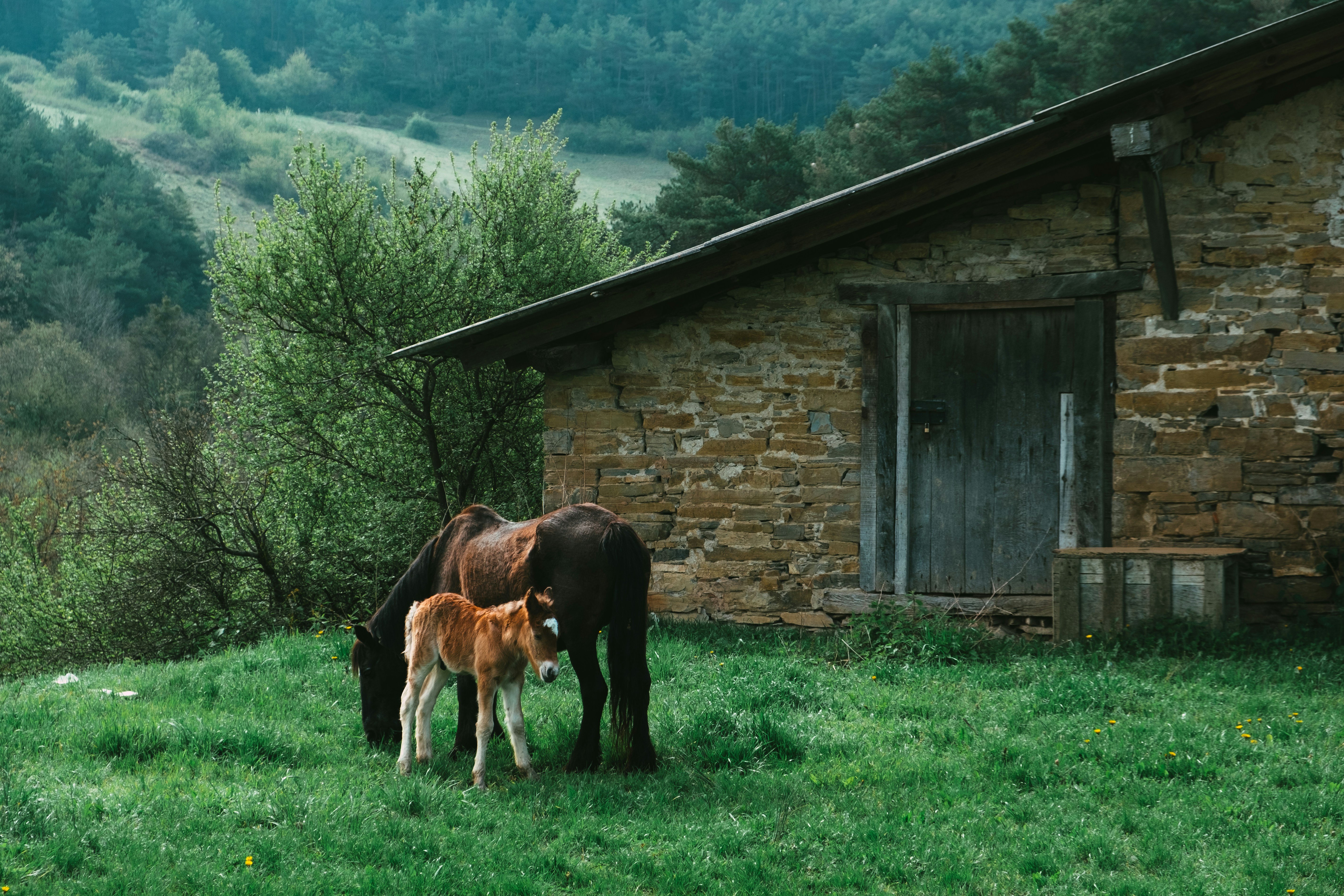 Foal Nuzzles a Mare by a Weathered Stone Barn in a Quiet Meadow