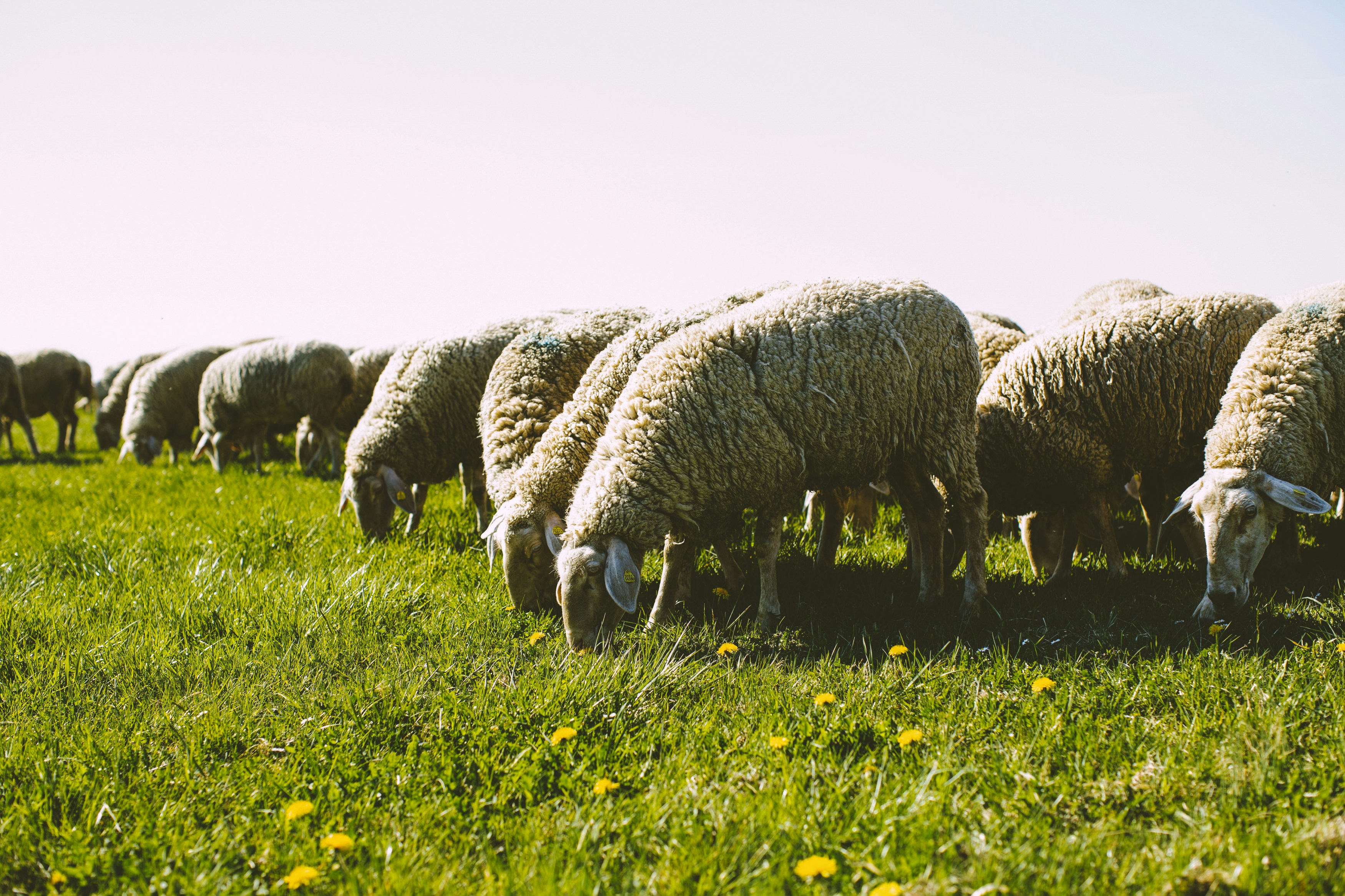 Flock Of Sheep Pictures [HQ] | Download Free Images on Unsplash