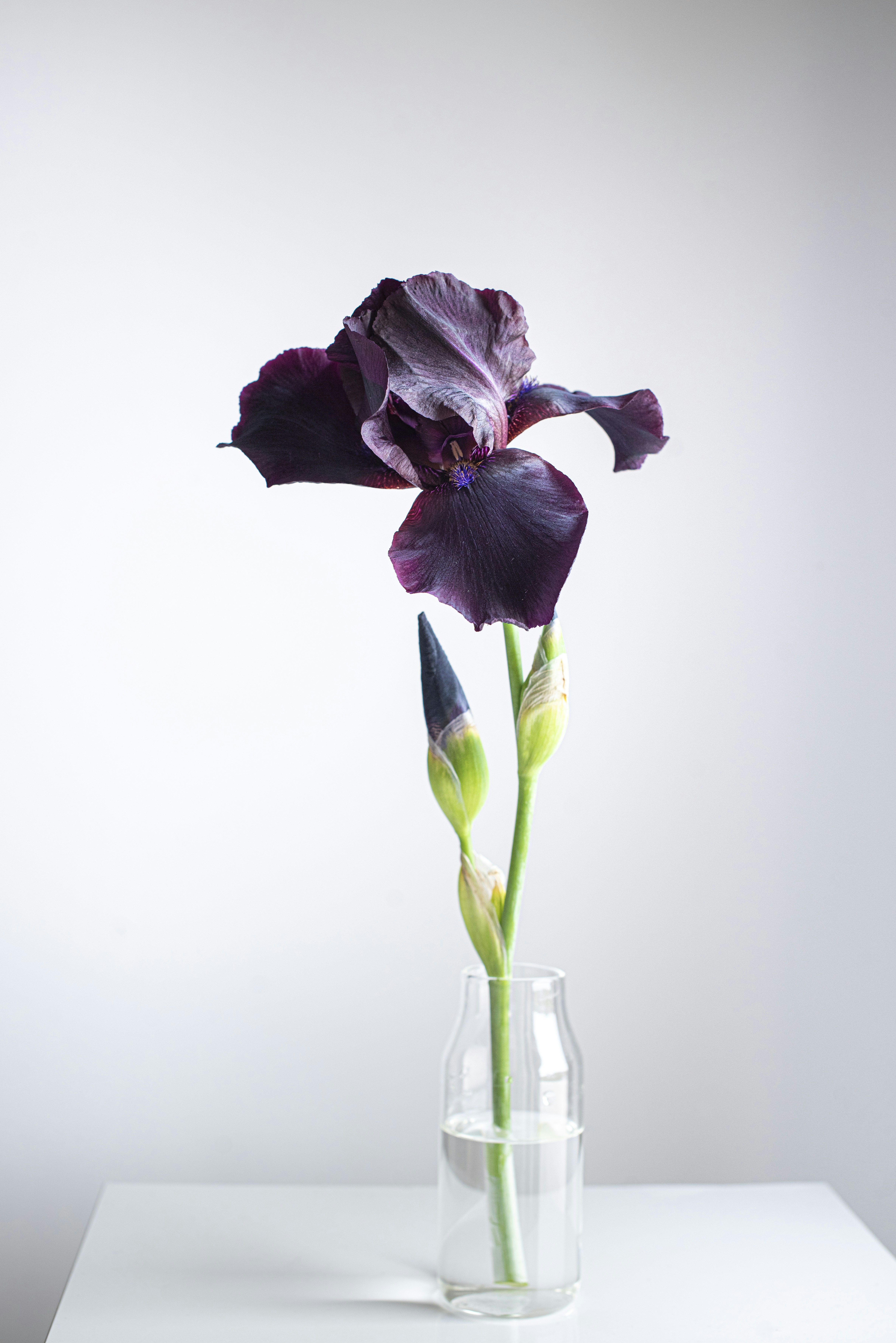 Black Iris Collection. | purple flower in clear glass vase