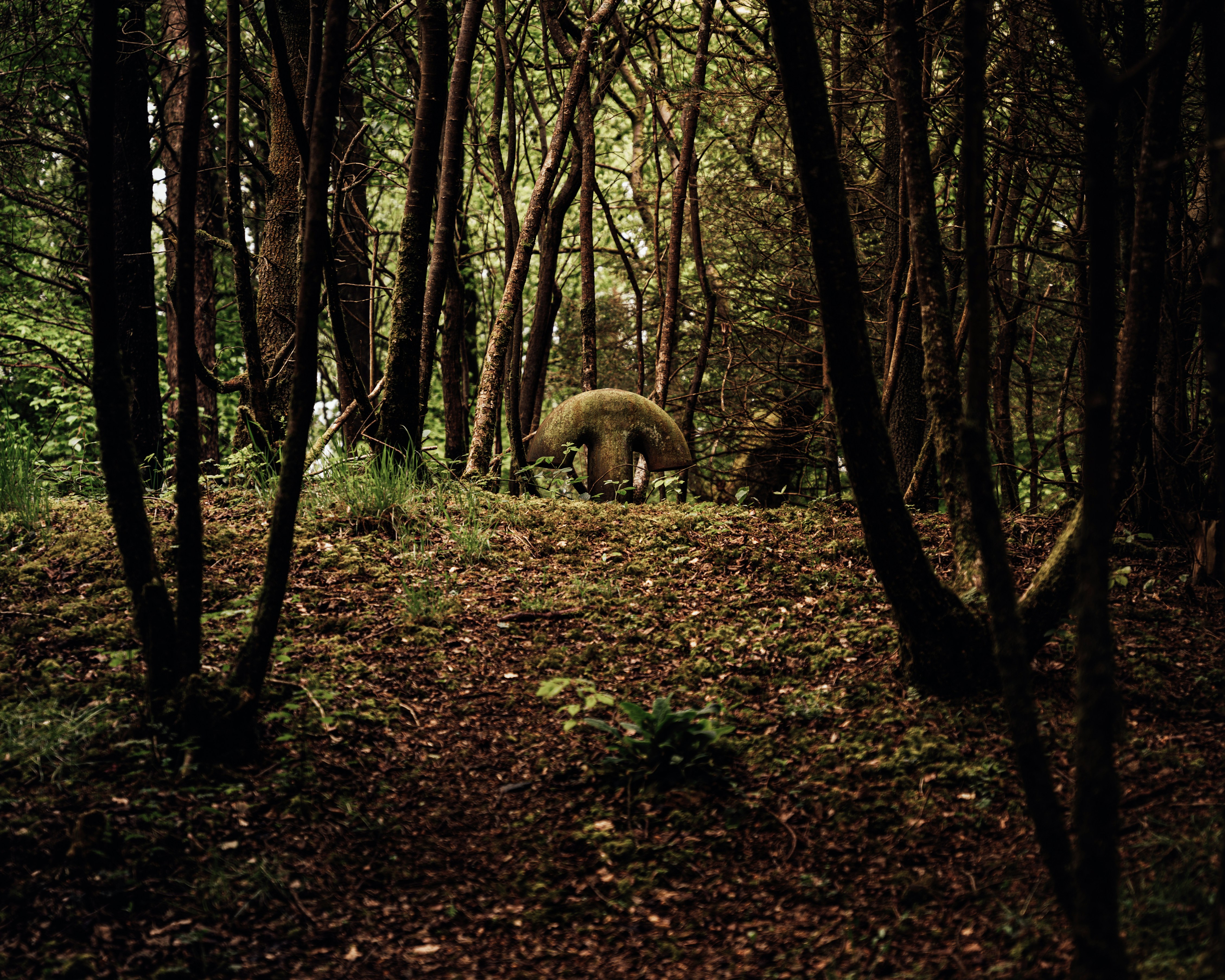 Hidden Sentinel: A Mushroom-Shaped Giant Guards the Forest Path