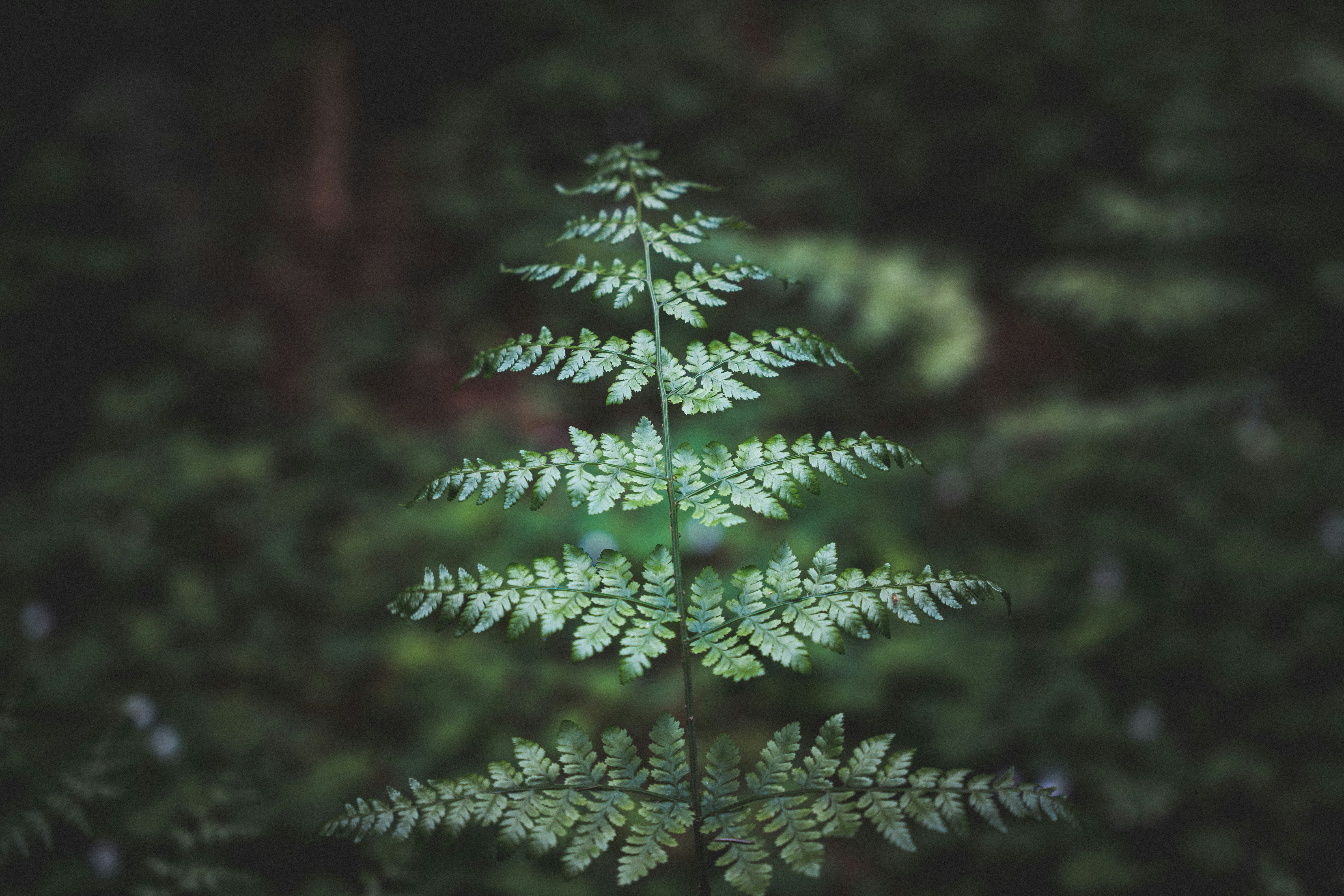 Green pine tree in close up photography photo – Free Woodburn forest ...