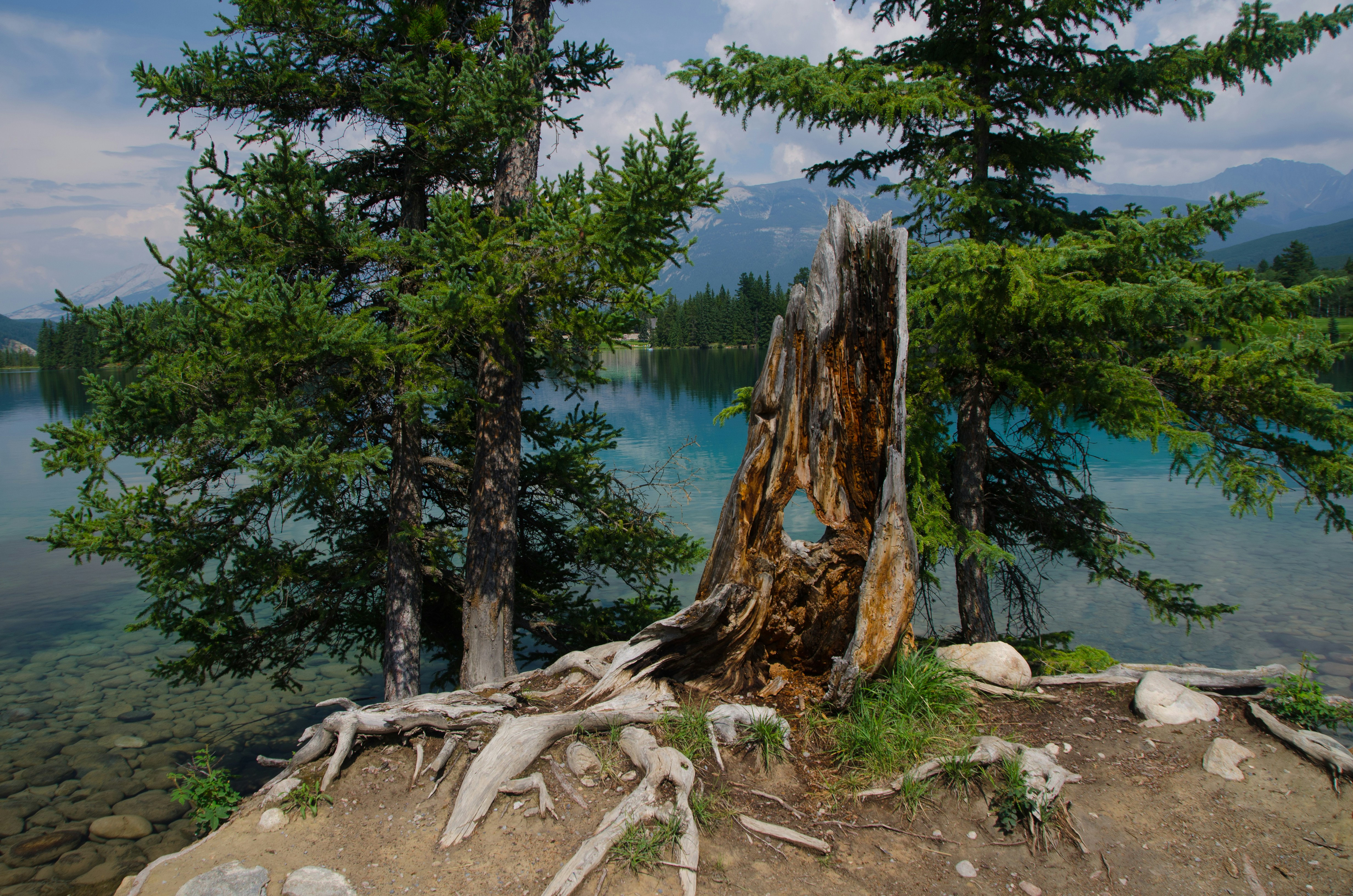 Green trees near body of water during daytime photo – Free Jasper ...