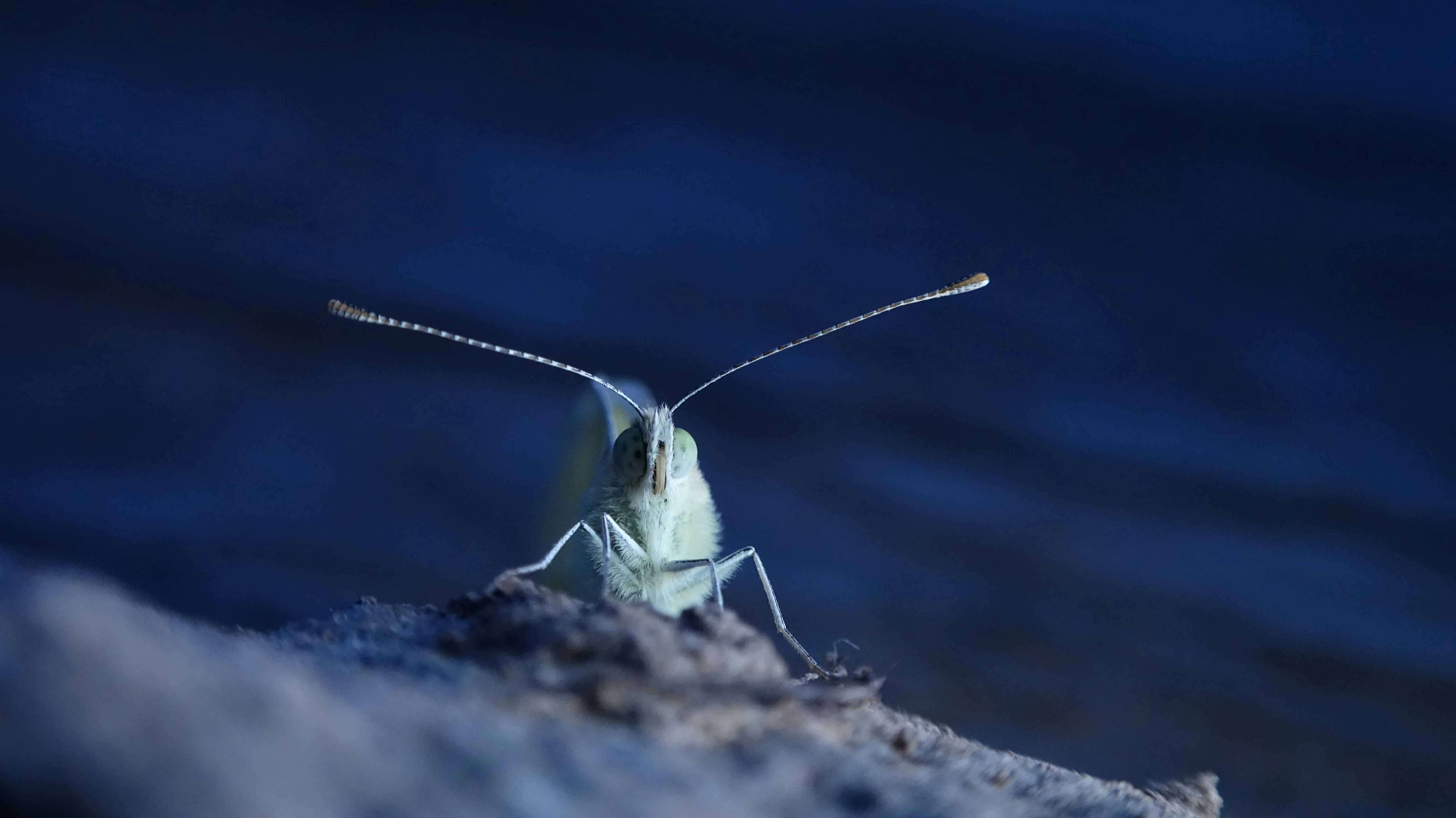 Antennae at Dusk: Moth Perched on a Rock by Quiet Blue Waves