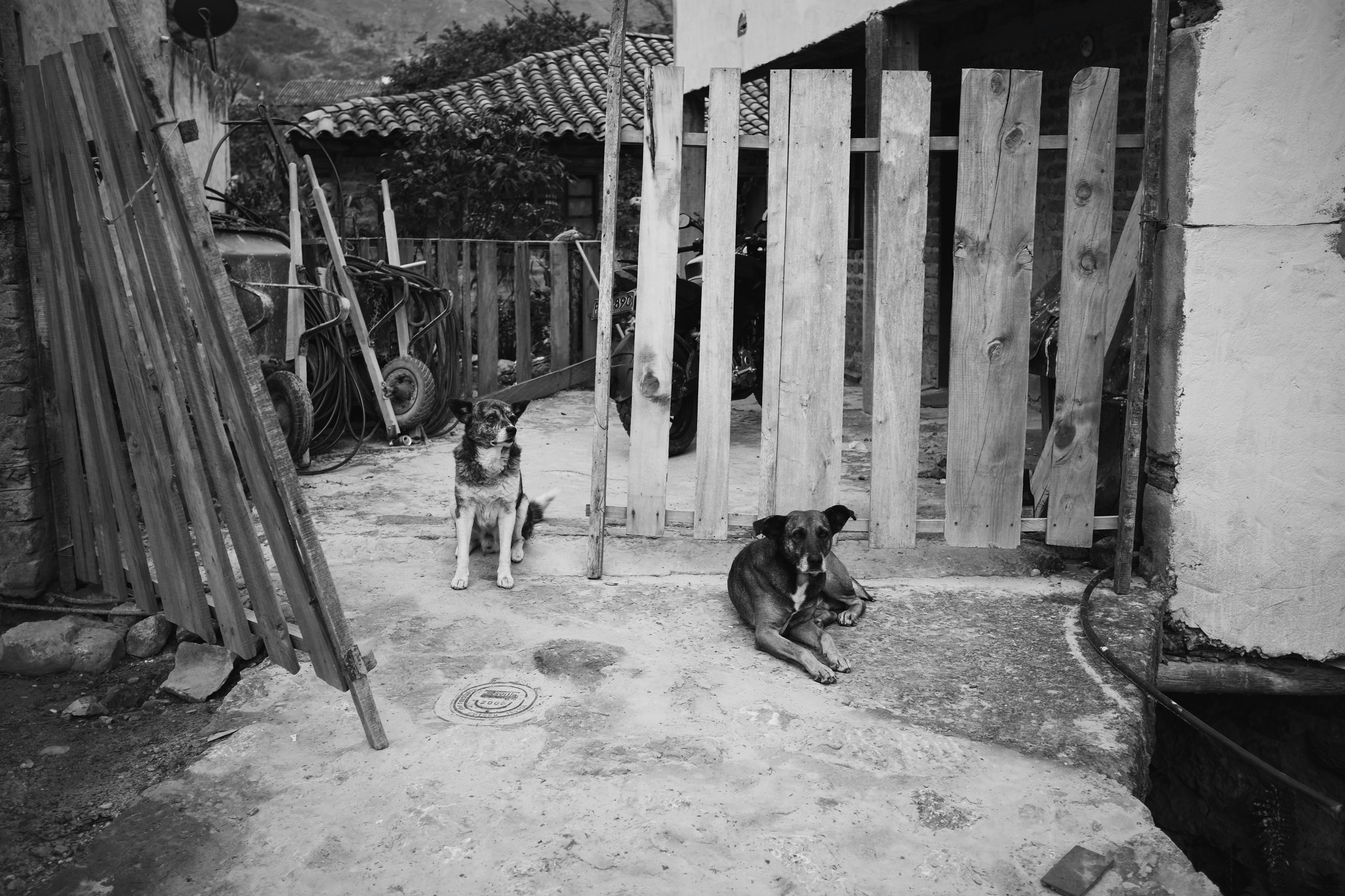 Two dogs lounging in a rustic courtyard, framed by wooden planks and scattered tools. Their watchful presence adds character to the scene.