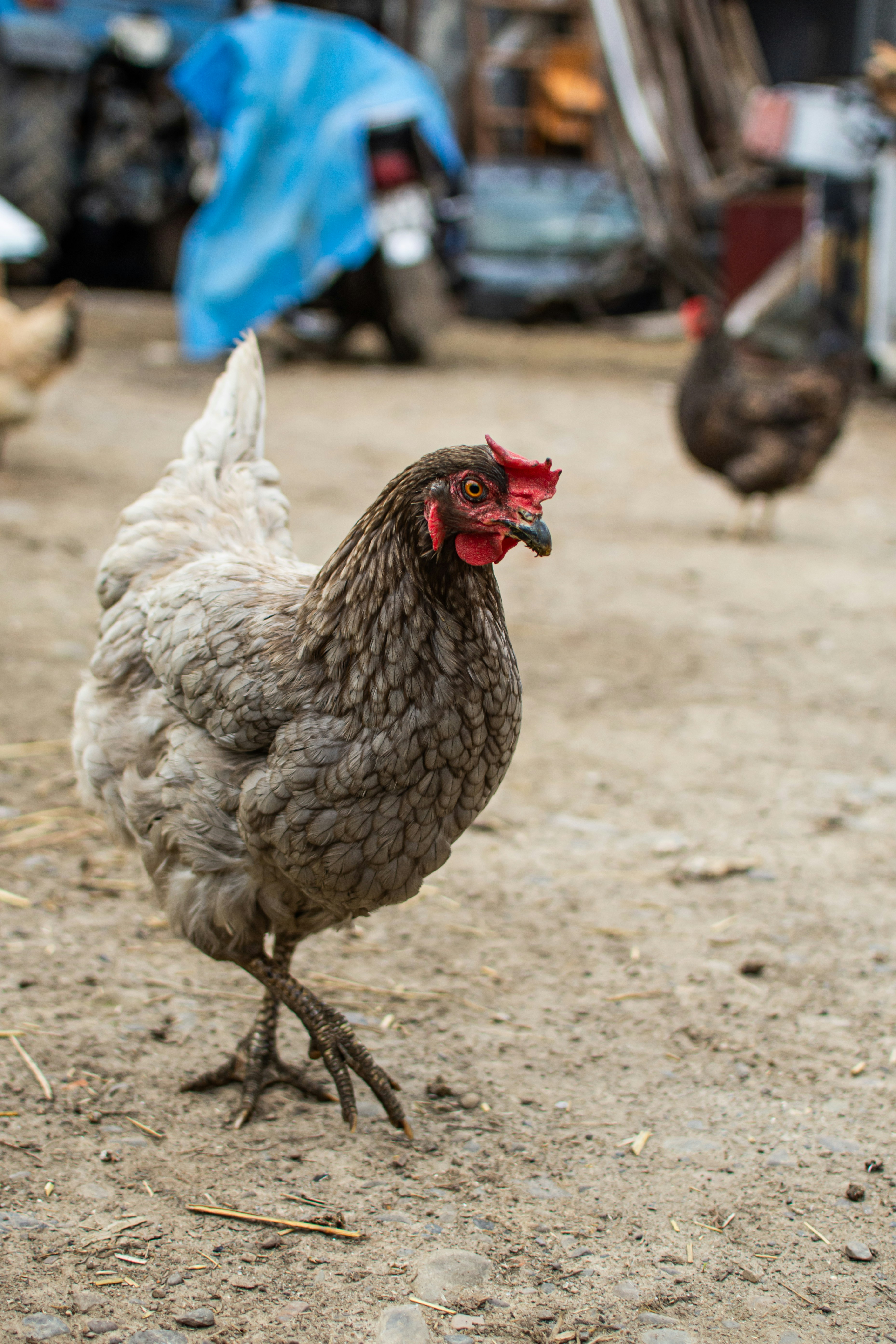 Dusty Farmyard Focus: A Grey Hen with a Red Crest