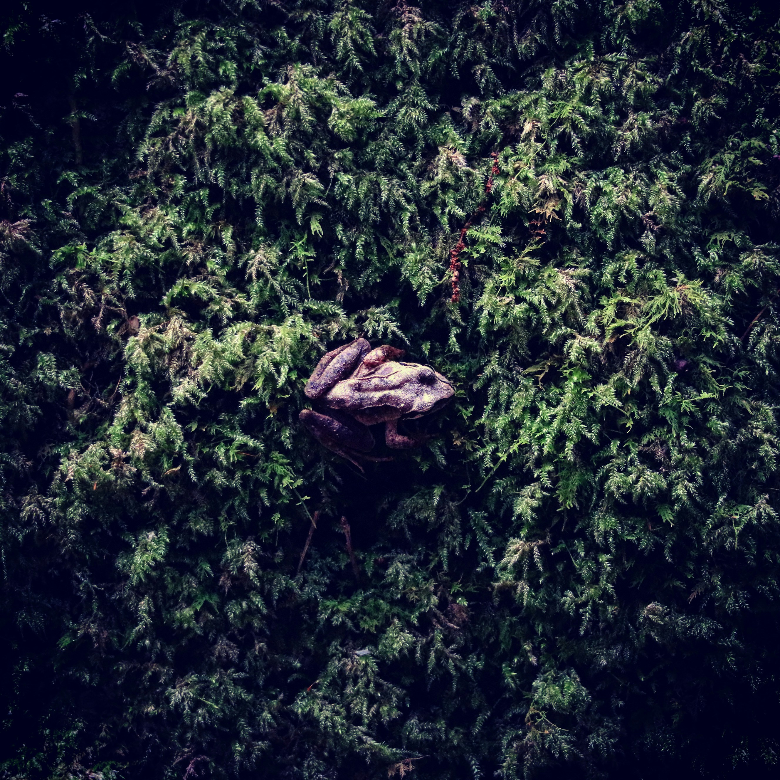 Moss-Clad Enigma: A Crumpled Form Hidden in the Hedge