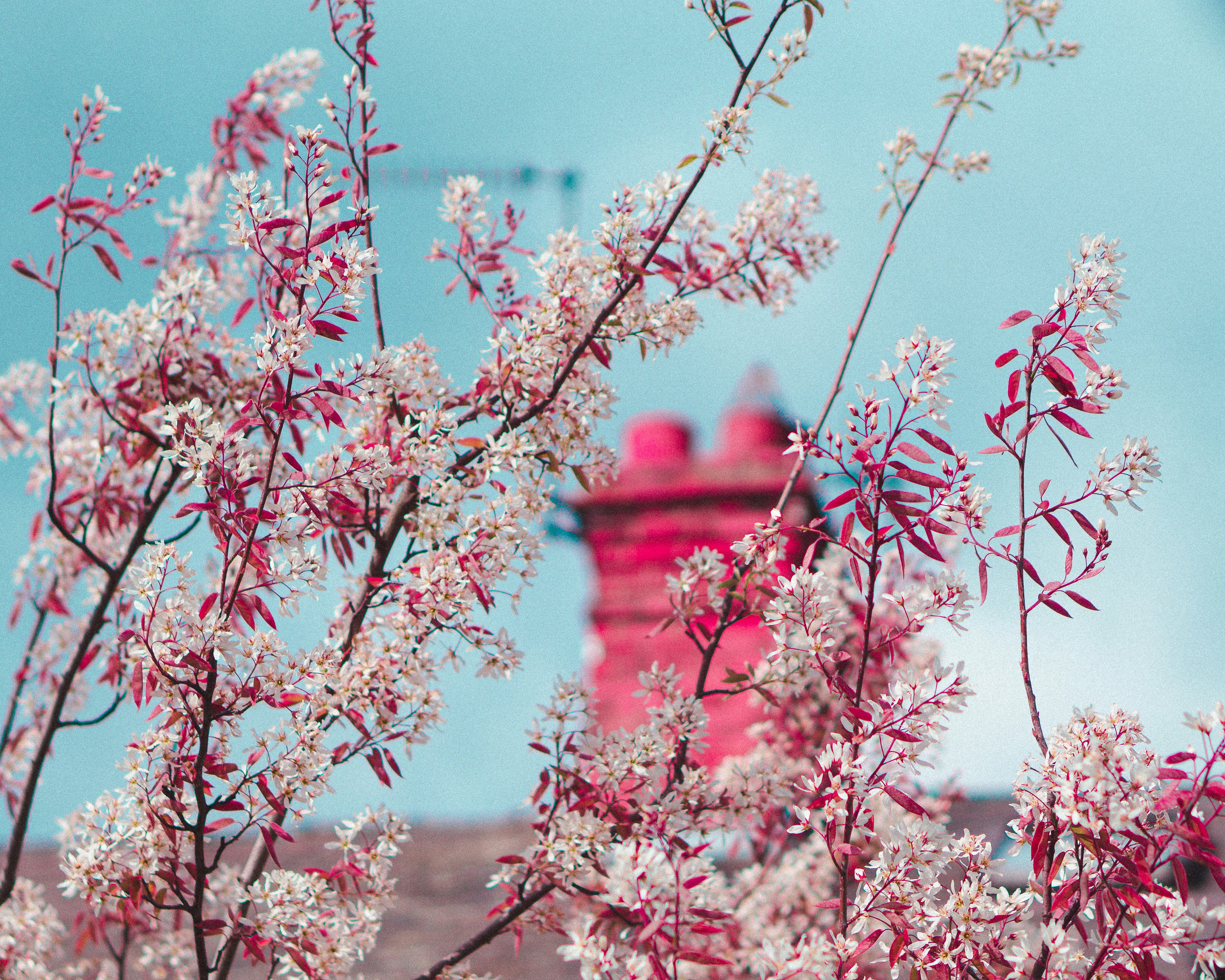 Cherry Blossom Tree Tumblr Background