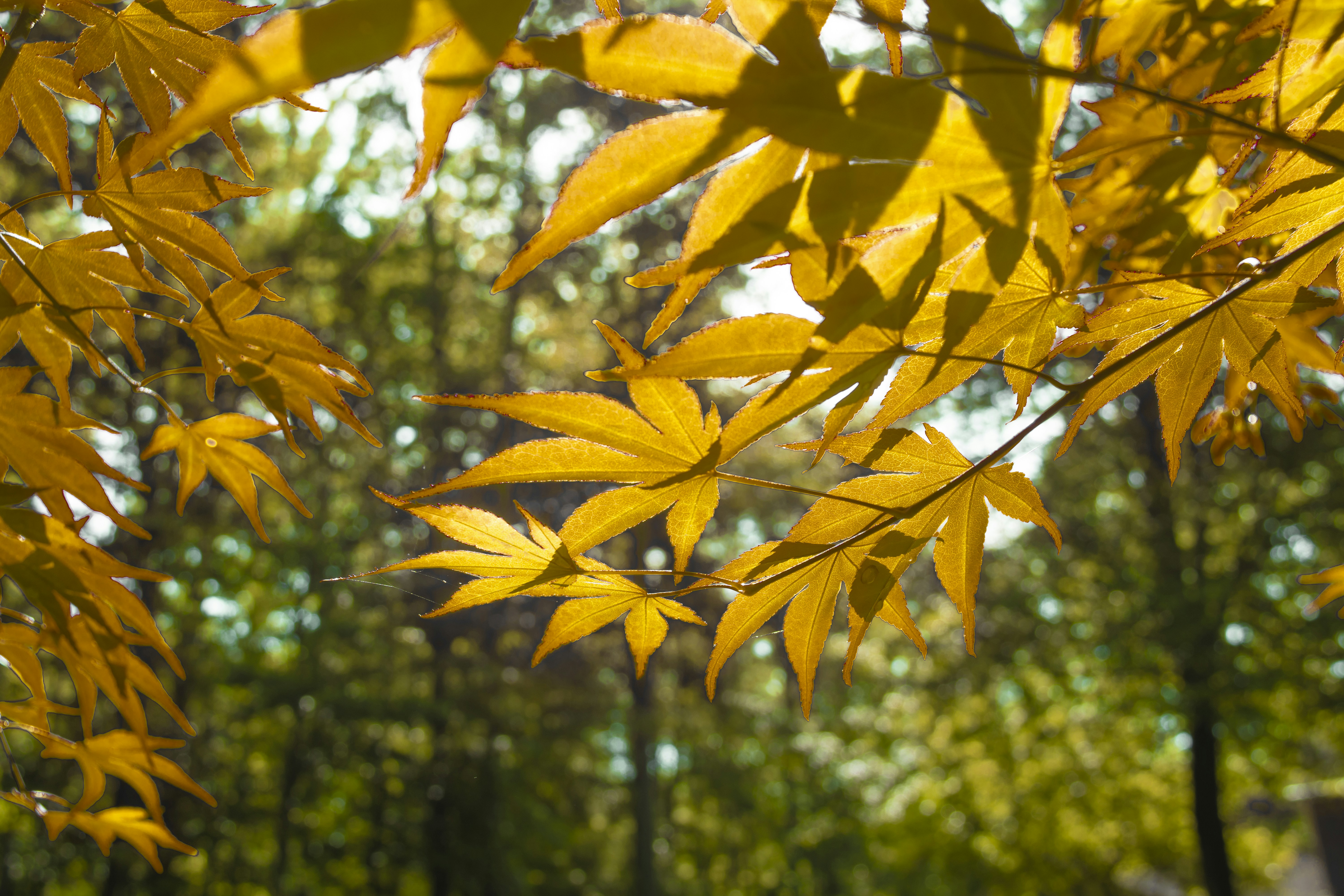 Golden yellow leaves sharply in focus against a softly blurred forest background.