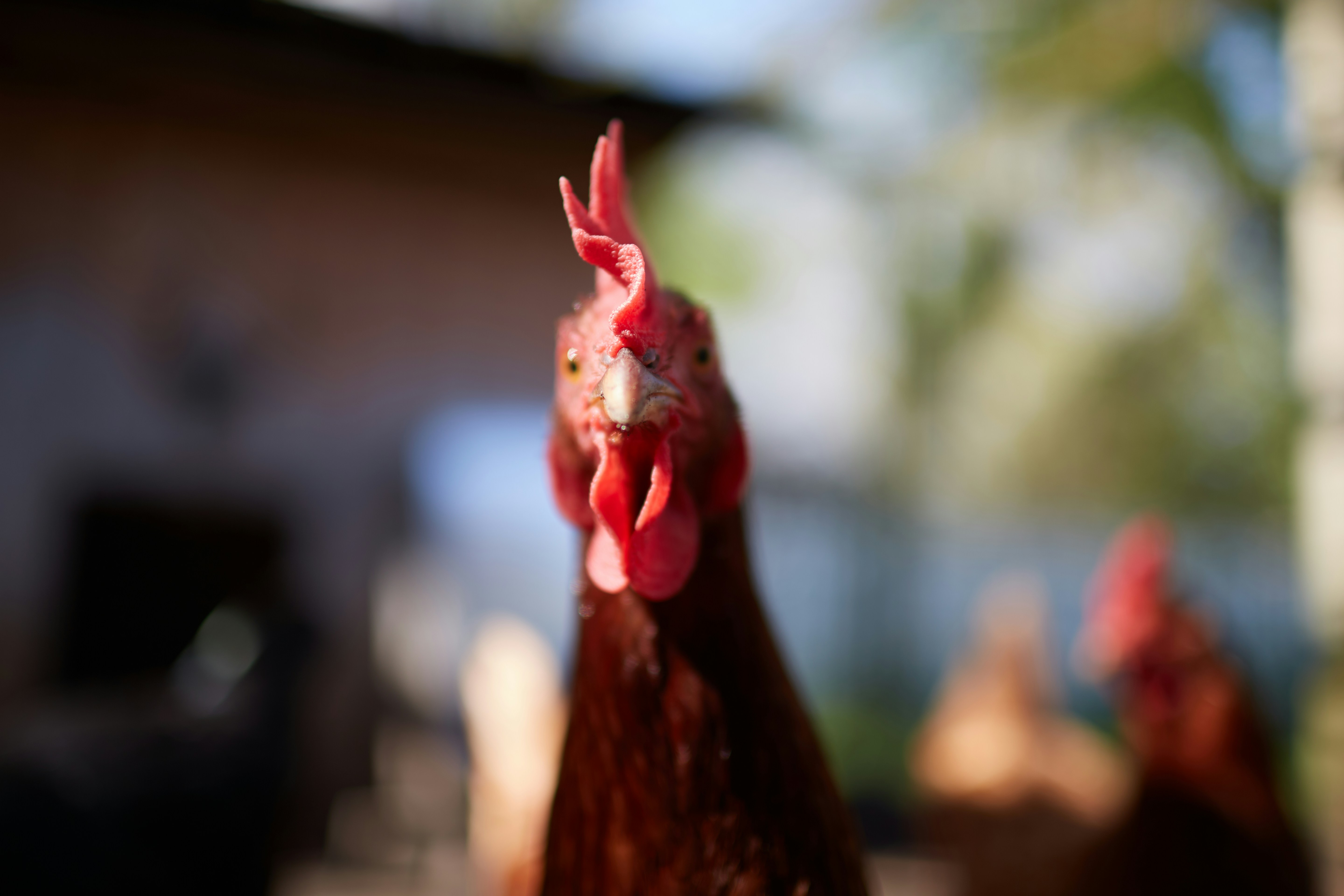Chicken.