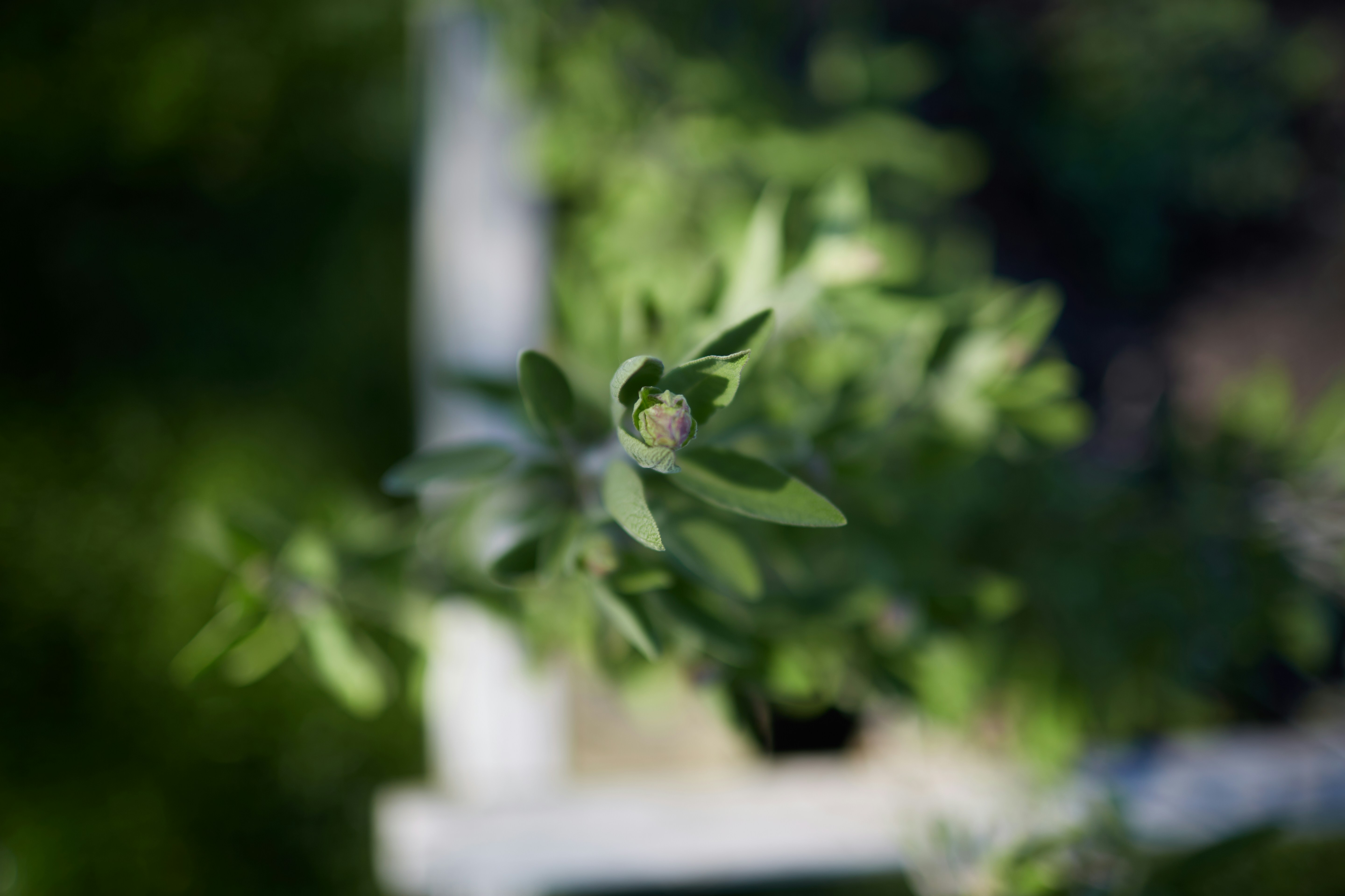 Close-up of a budding plant surrounded by vibrant green leaves, showcasing the intricate details of growth in a natural setting.