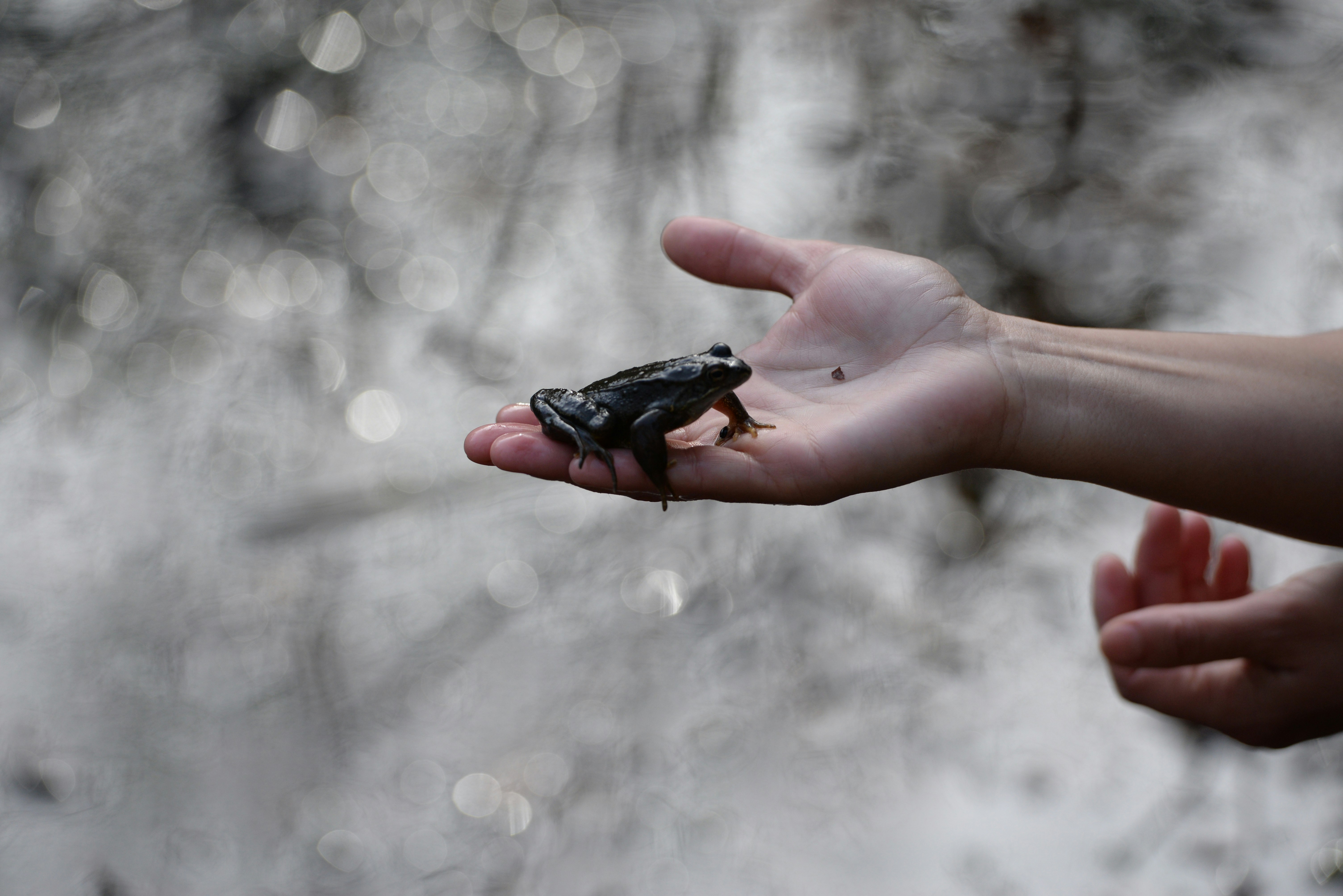 Gentle Encounter with Nature's Beetle