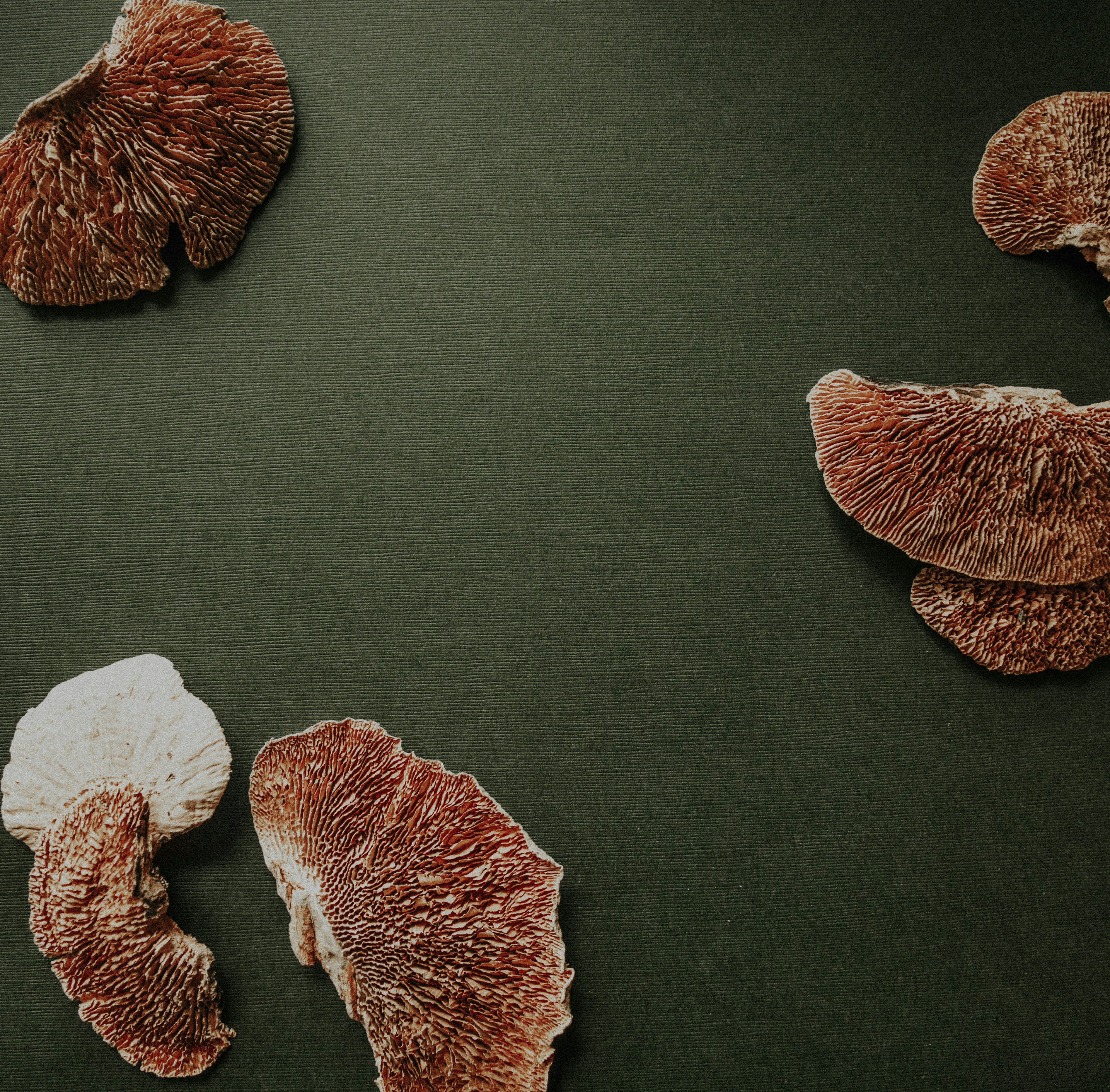 Mushroom Fragments on a Deep Green Canvas