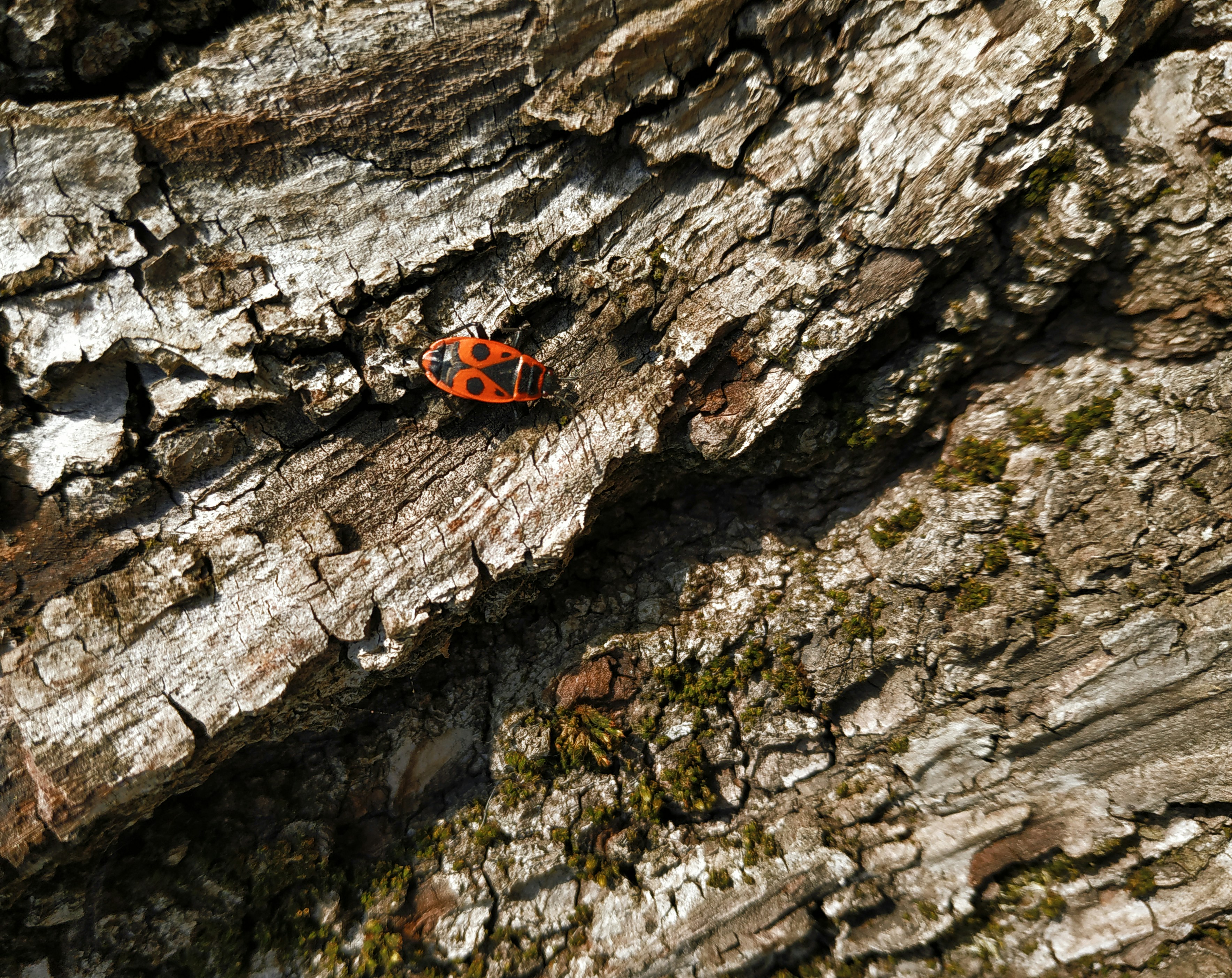 Bright orange ladybug perched on textured tree bark, showcasing the intricate details of nature's design.