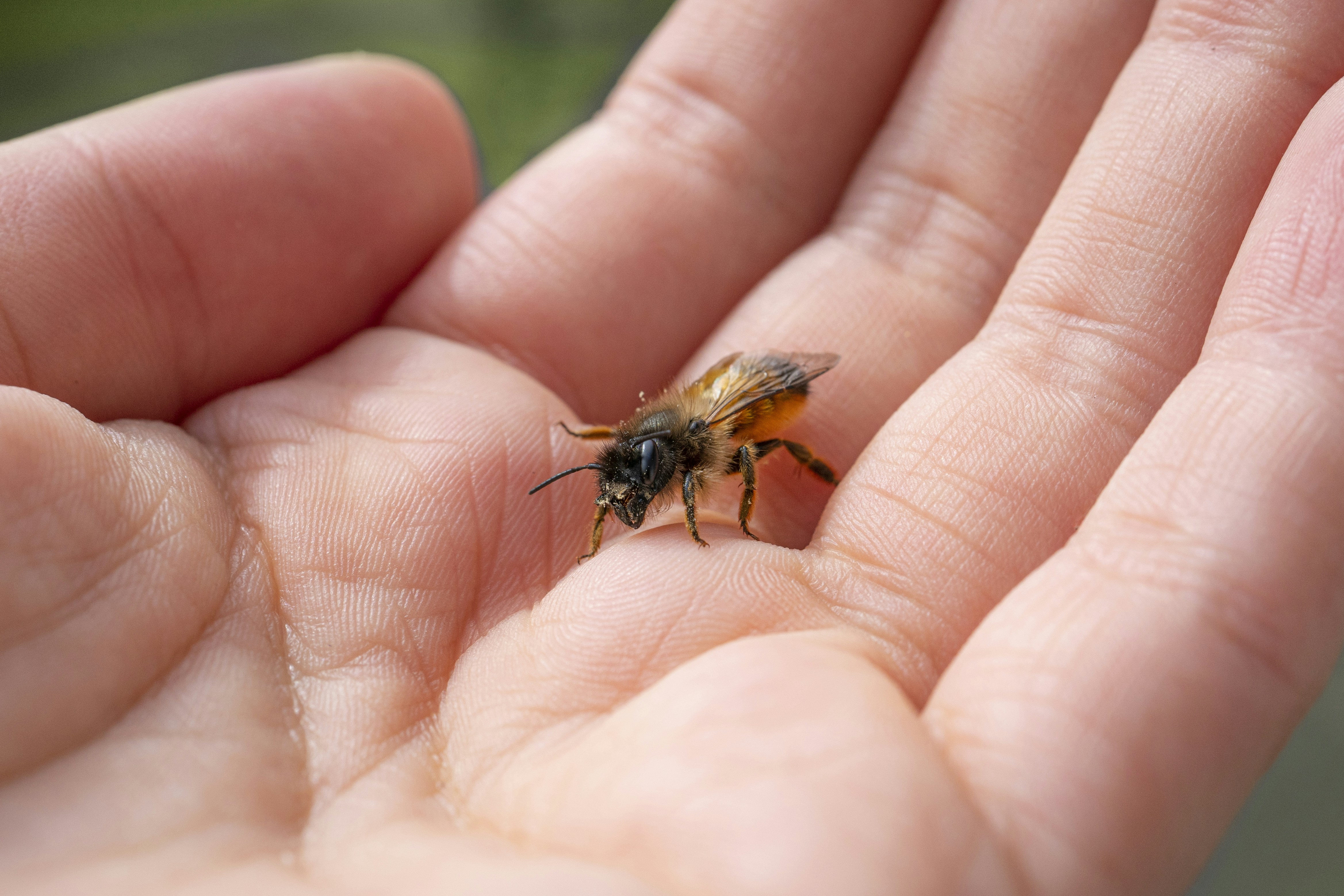 holding a little mason bee