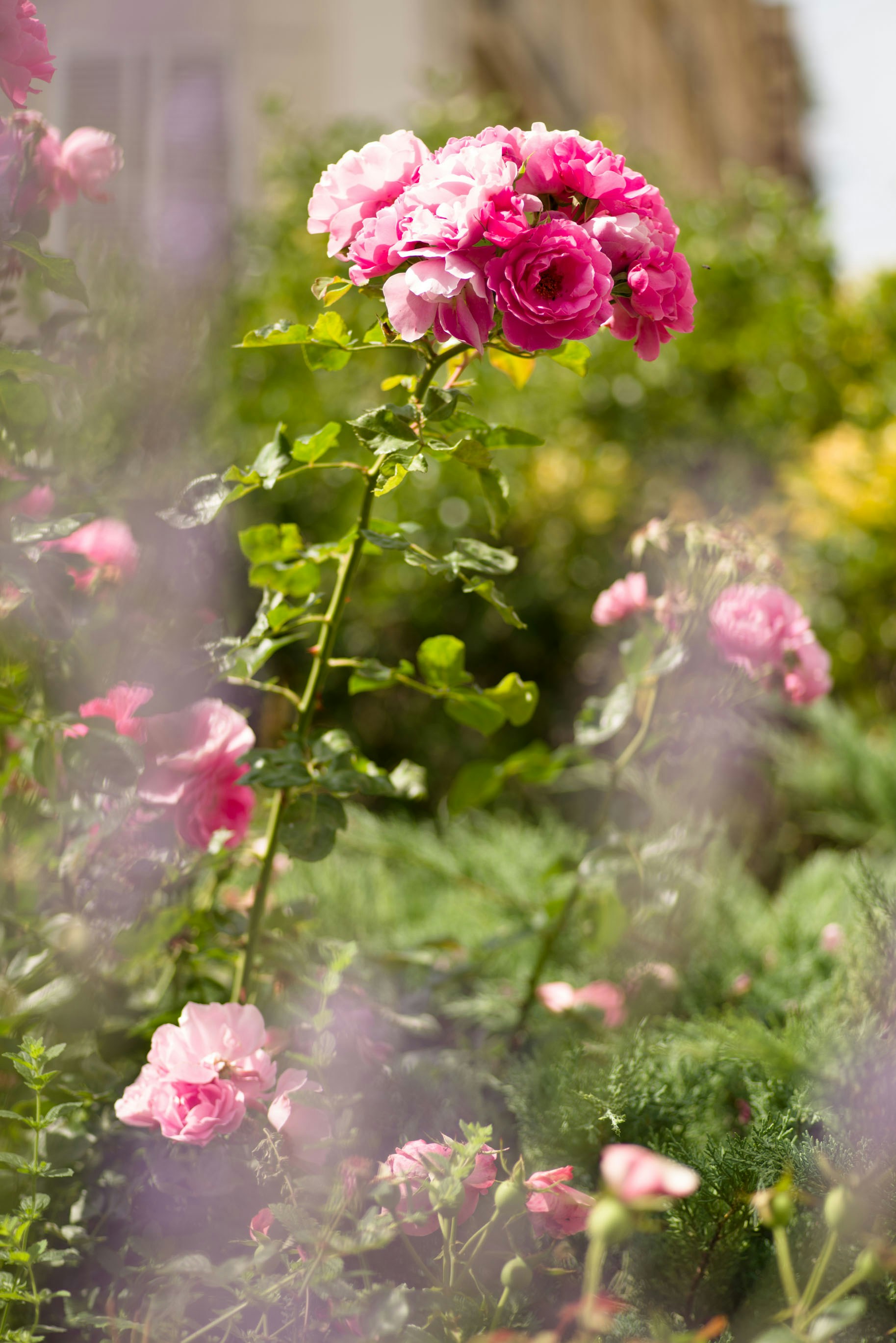 pink flowers with green leaves