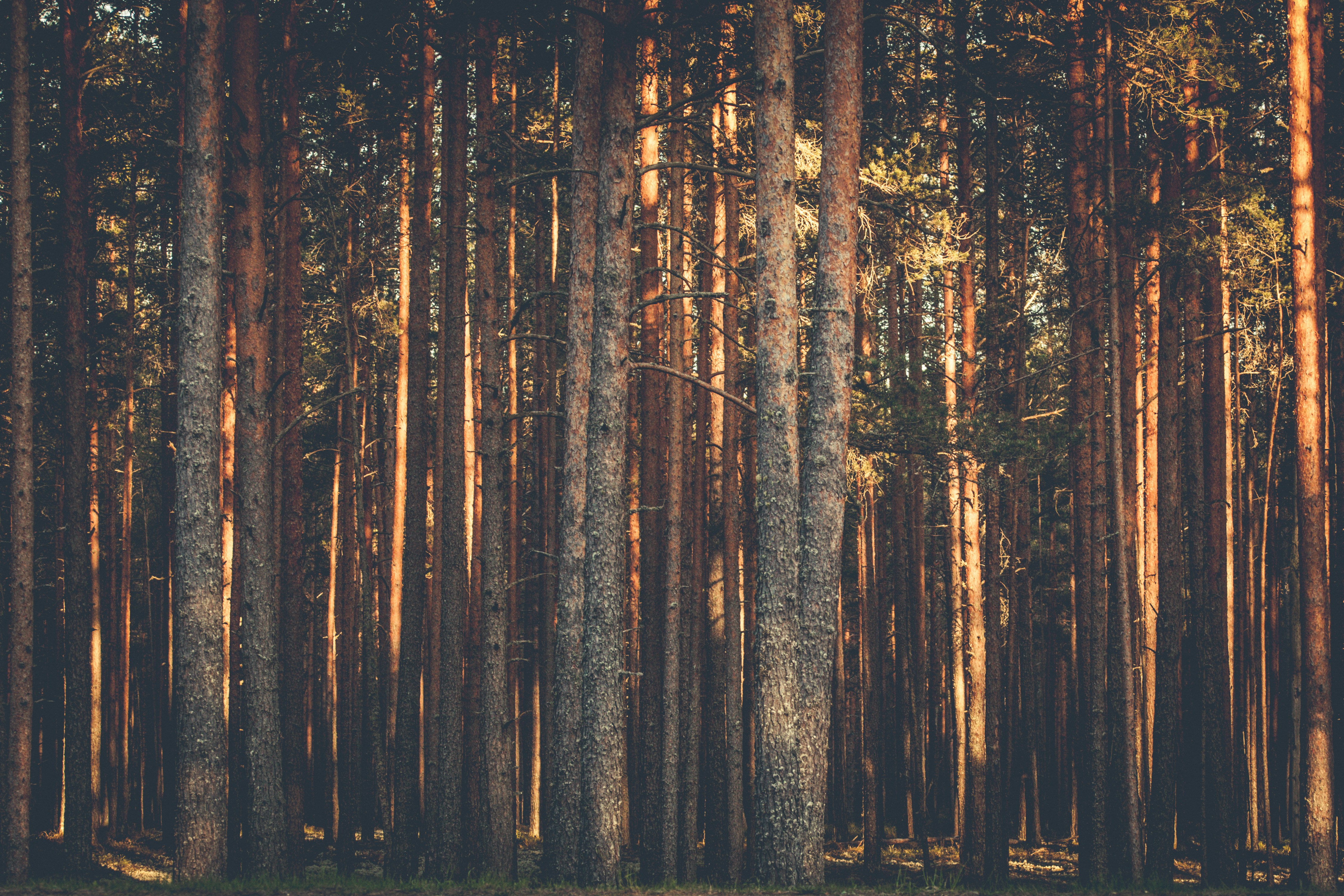 Brown trees on forest during daytime photo – Free Estonia Image on Unsplash