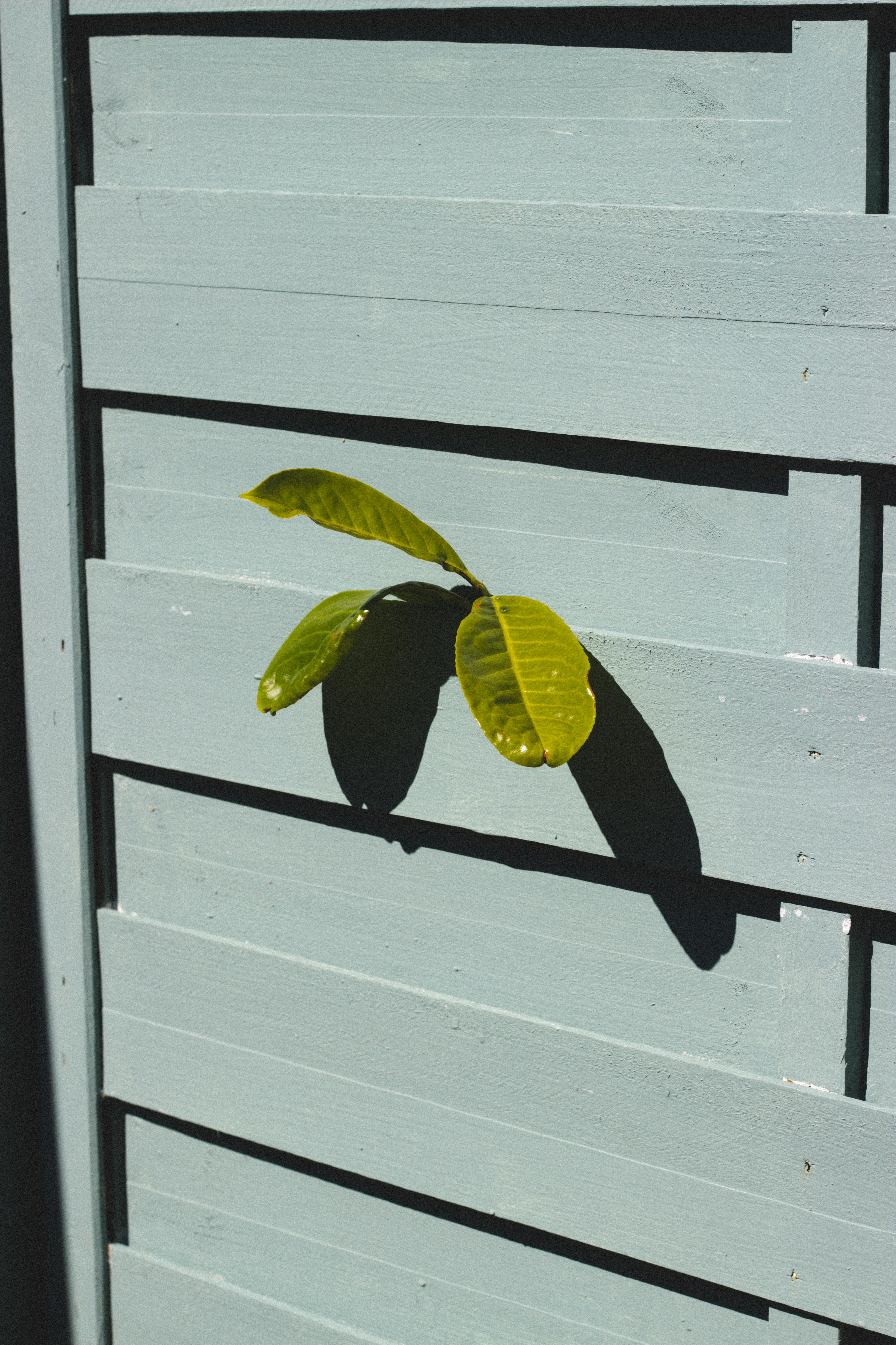 Vibrant green leaves casting shadows on a textured blue wooden surface.