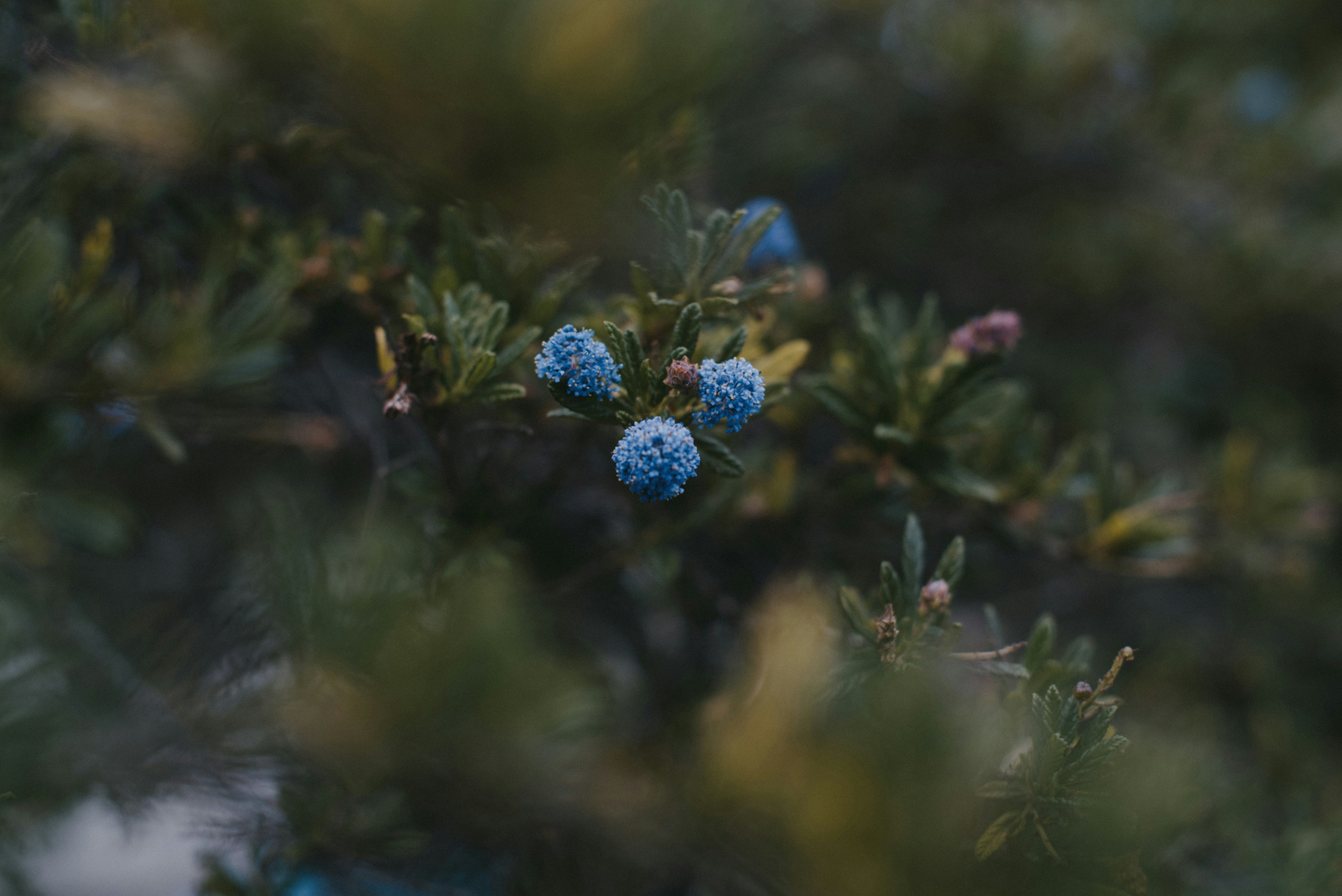 Close-up of blue California lilac flowers nestled within dark green foliage.