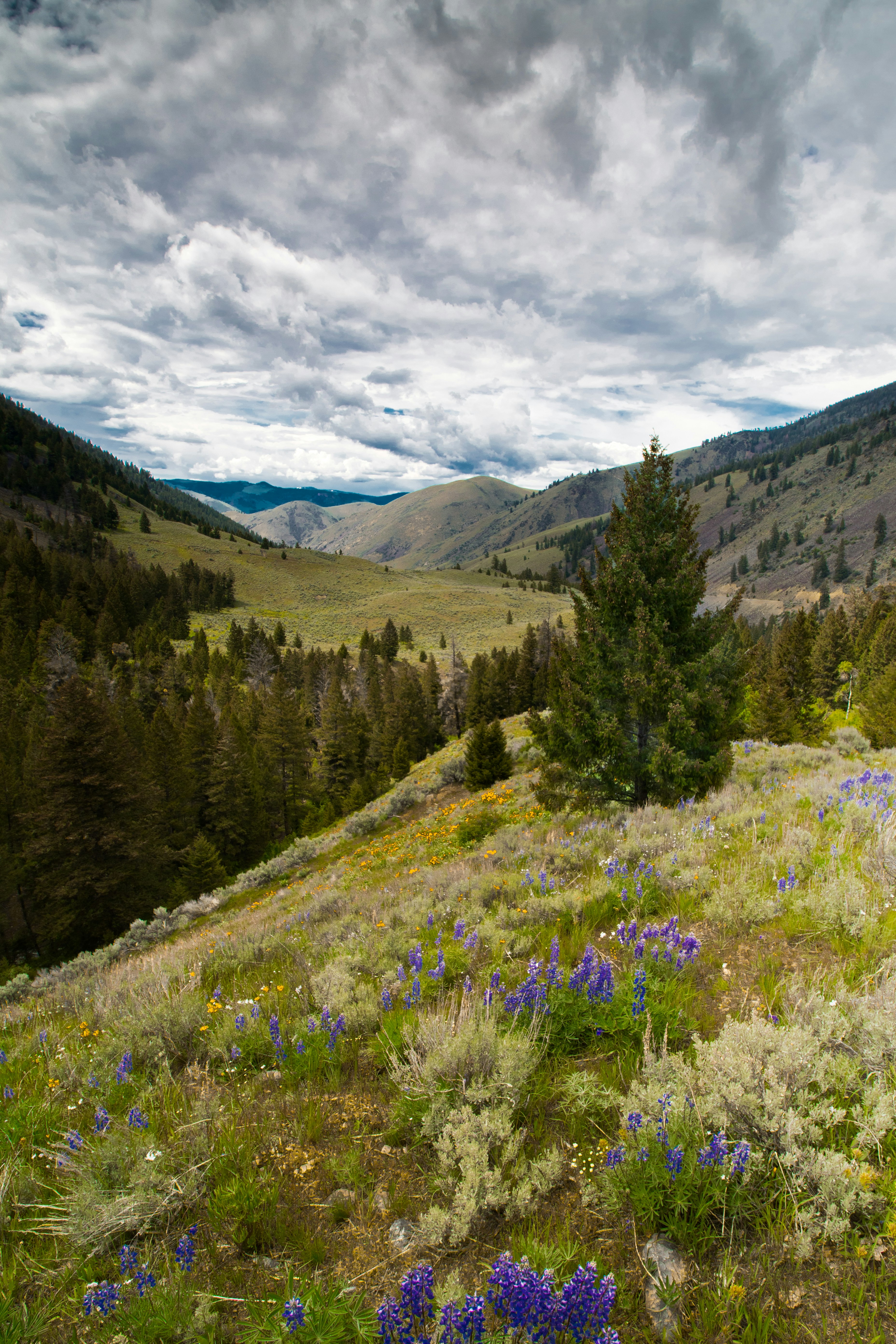 Purple Bloom Ridge: Alpine Meadow Leading the Eye toward a Cloud-swept Valley