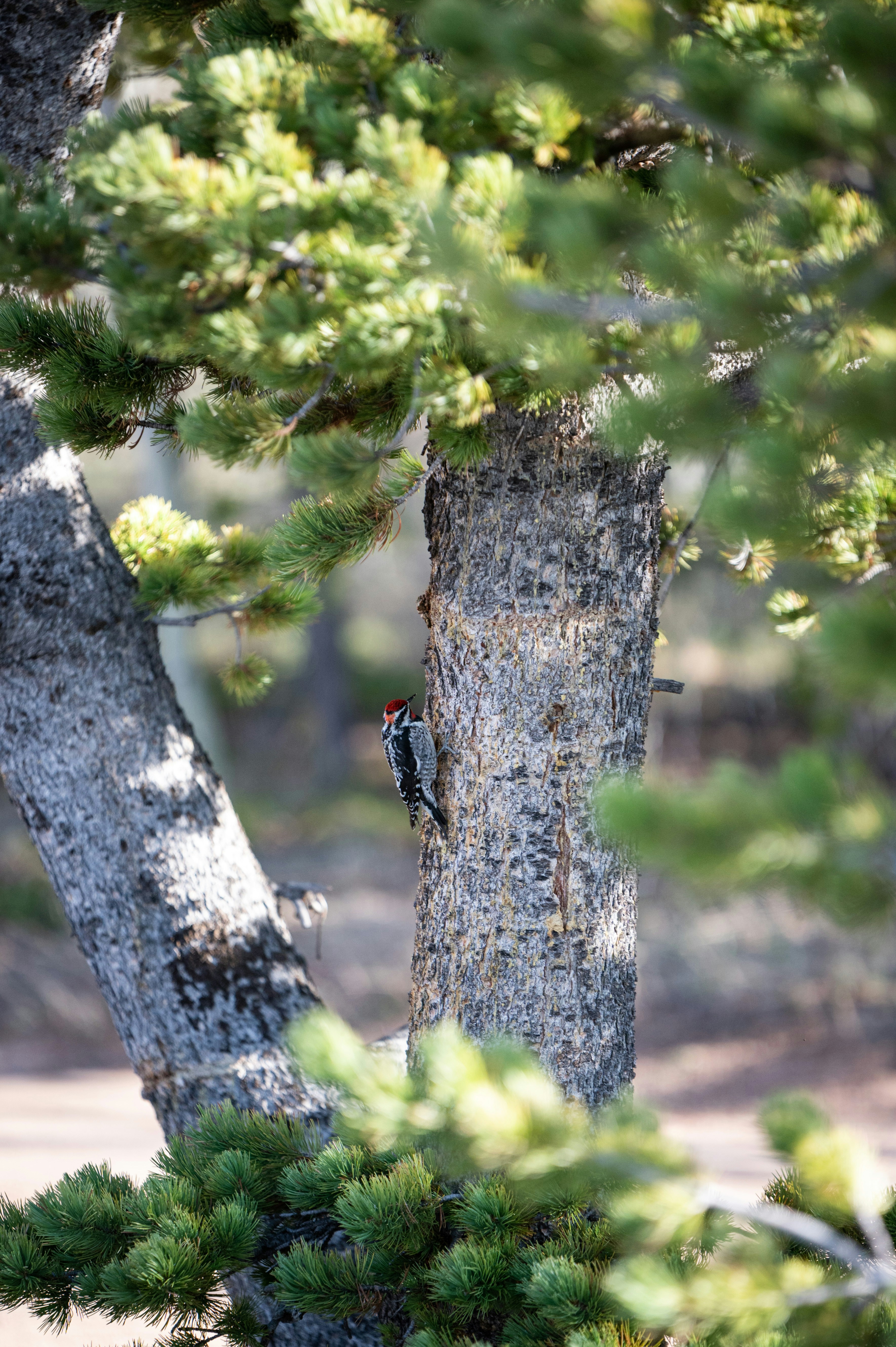 Red-capped woodpecker in a sunlit pine trunk