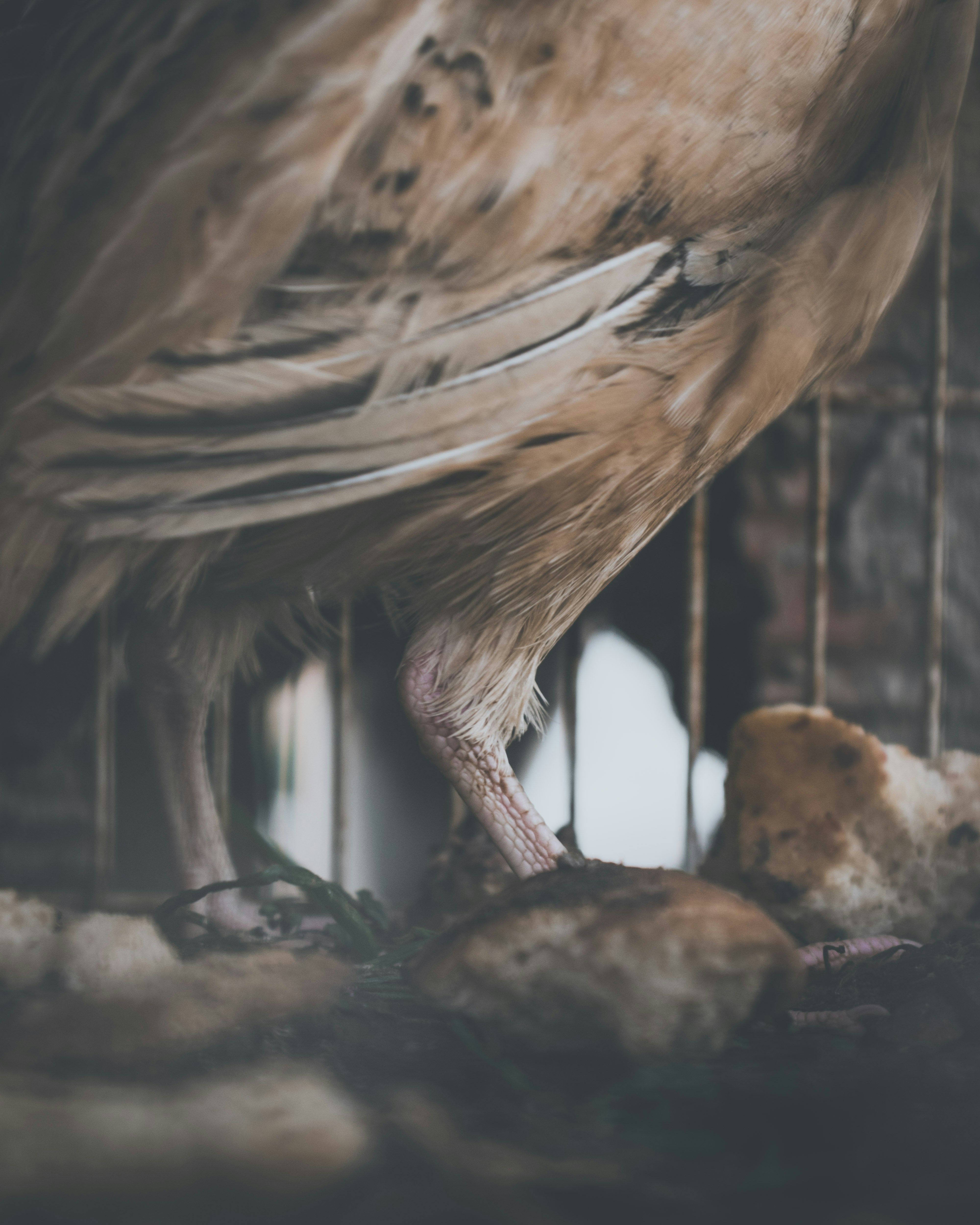 Close-up of a bird's leg and feathers, highlighting the texture and subtle colors against a rustic background. The image conveys a sense of confinement and the quiet life within a coop.