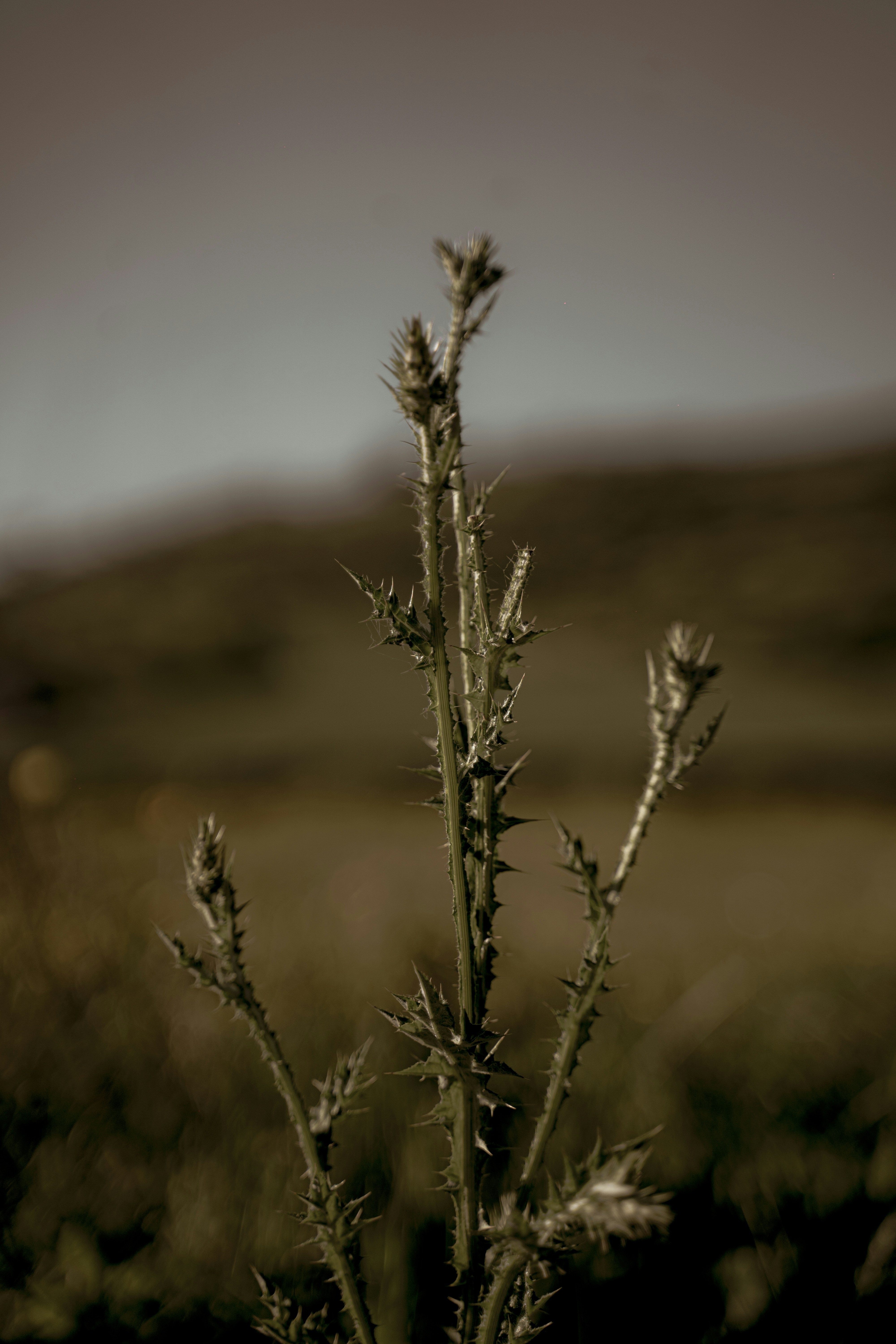 Desert Thistle Reaching Toward a Quiet Horizon