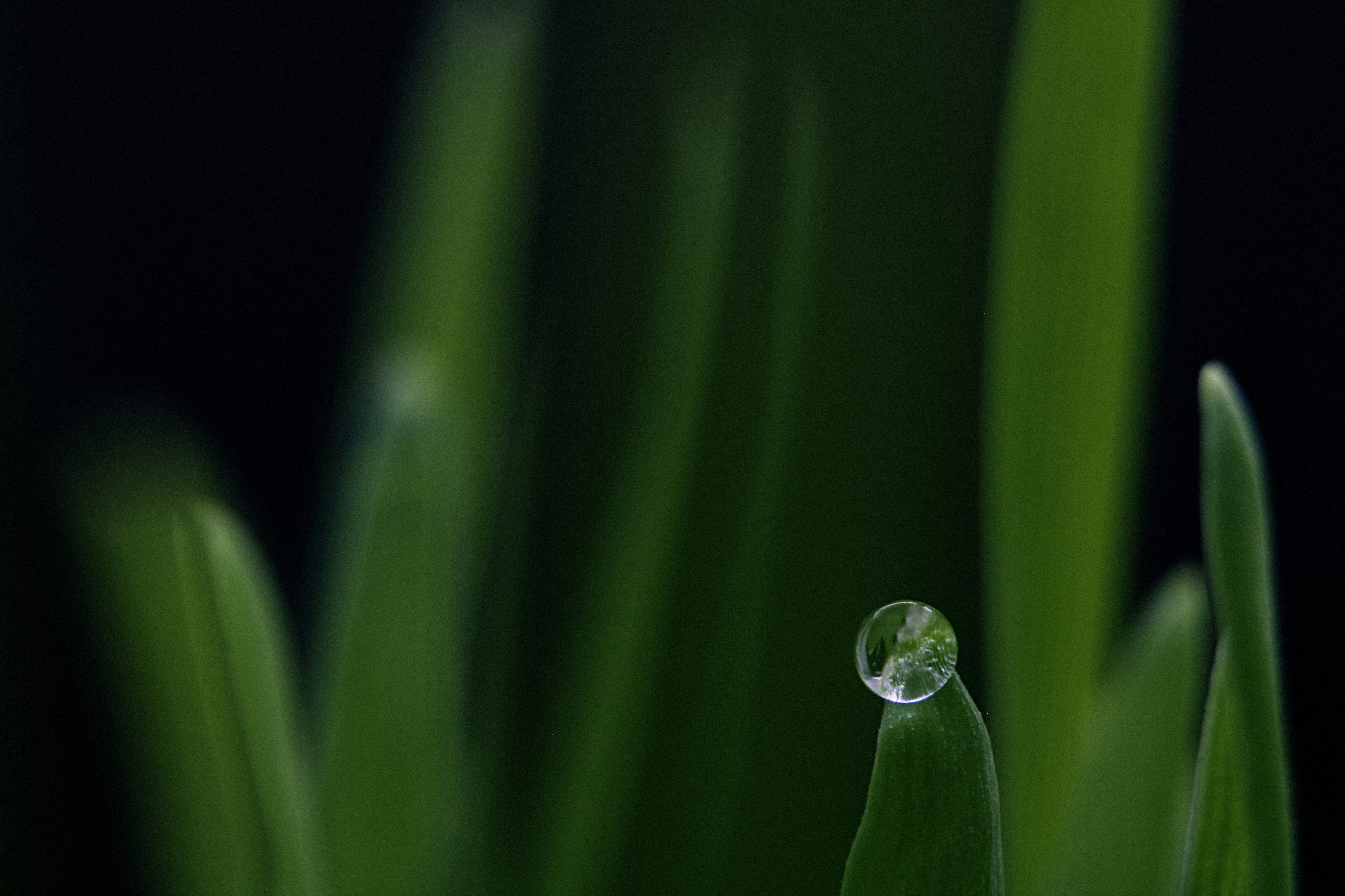 Water drop on green leaf photo – Free Plant Image on Unsplash