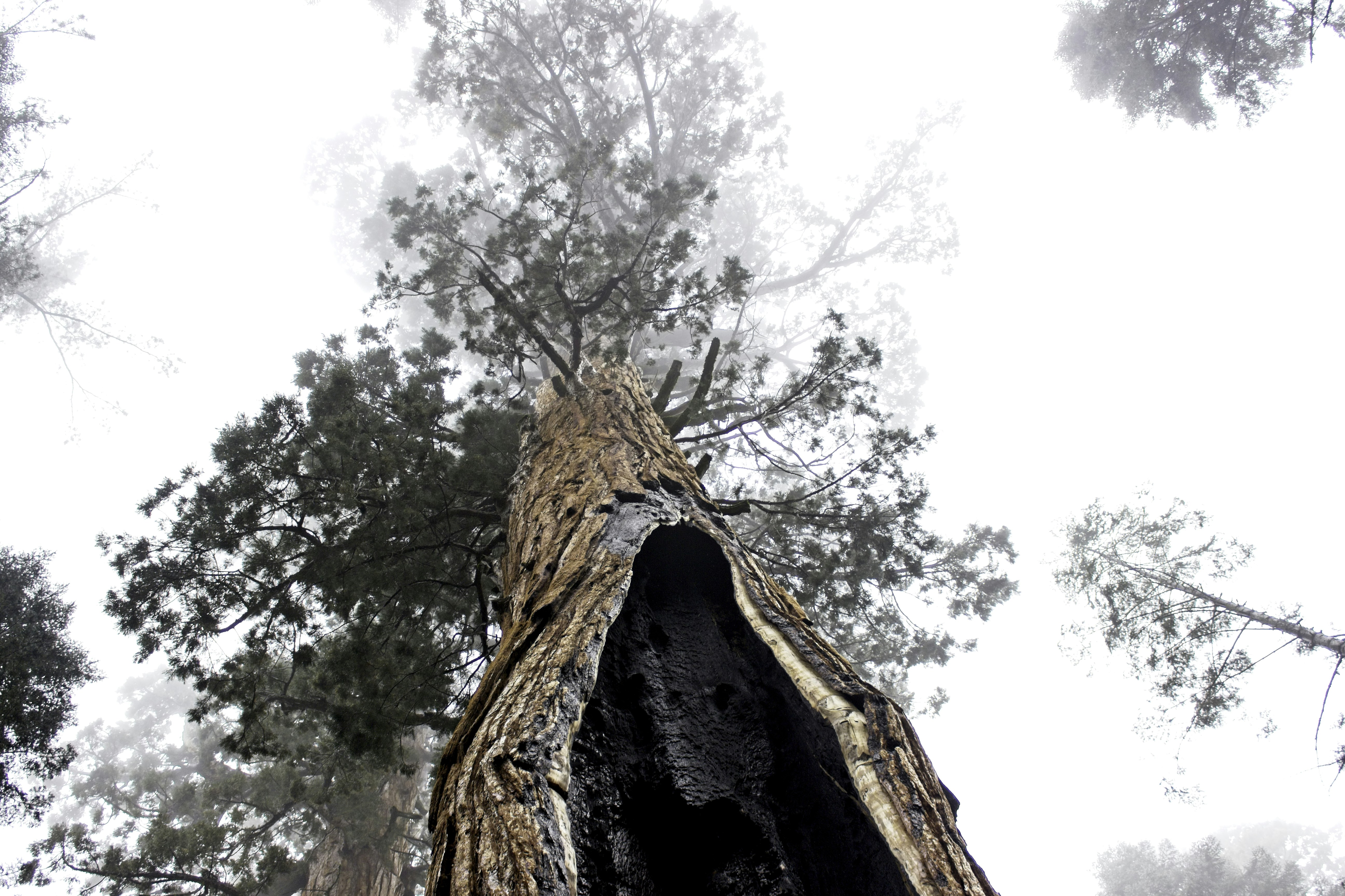 Low angle photography of brown tree trunk photo – Free Sequoia national ...