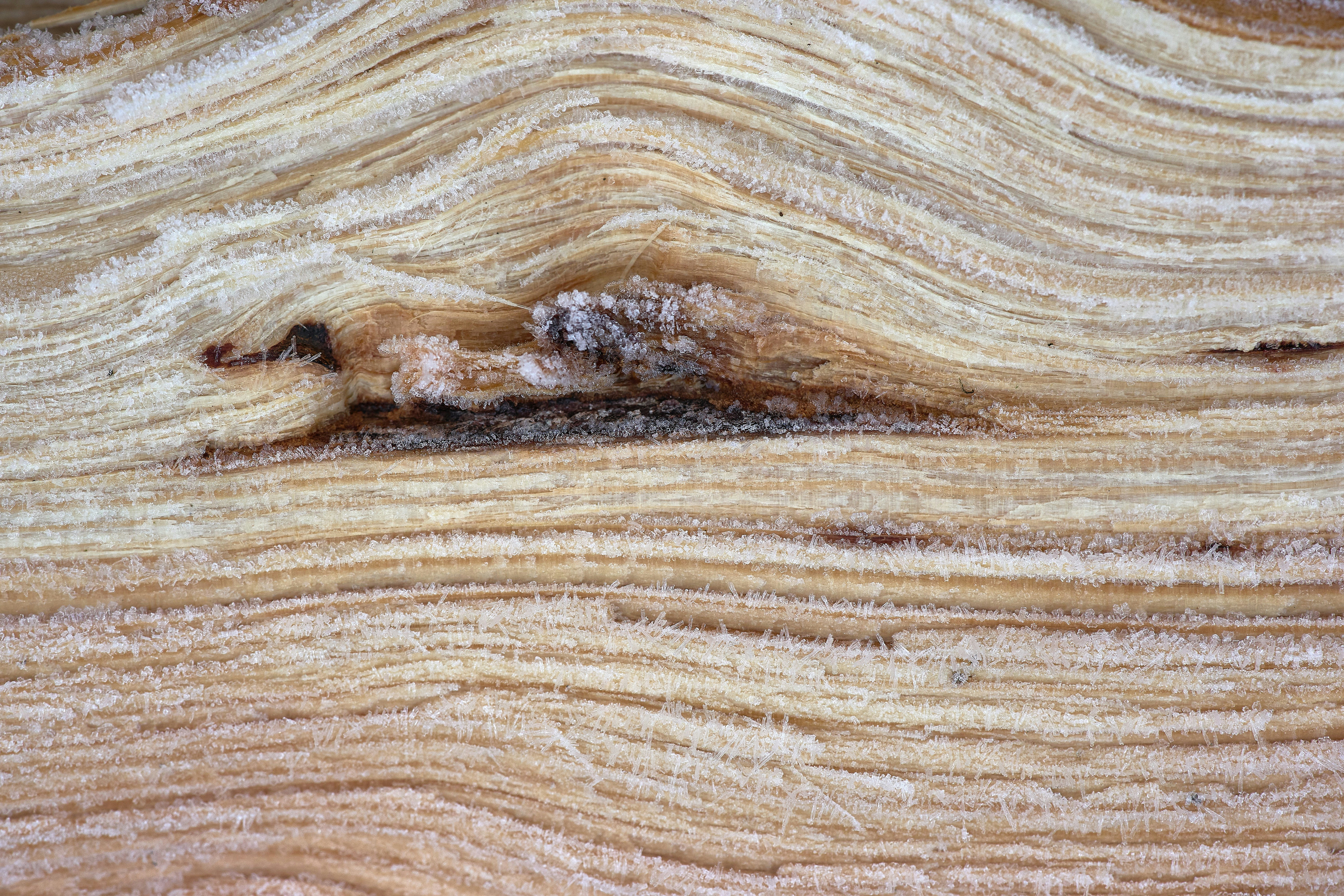 Close-up of a weathered wooden surface showcasing intricate grain patterns and textures. The natural lines reveal a history of growth and environmental exposure.