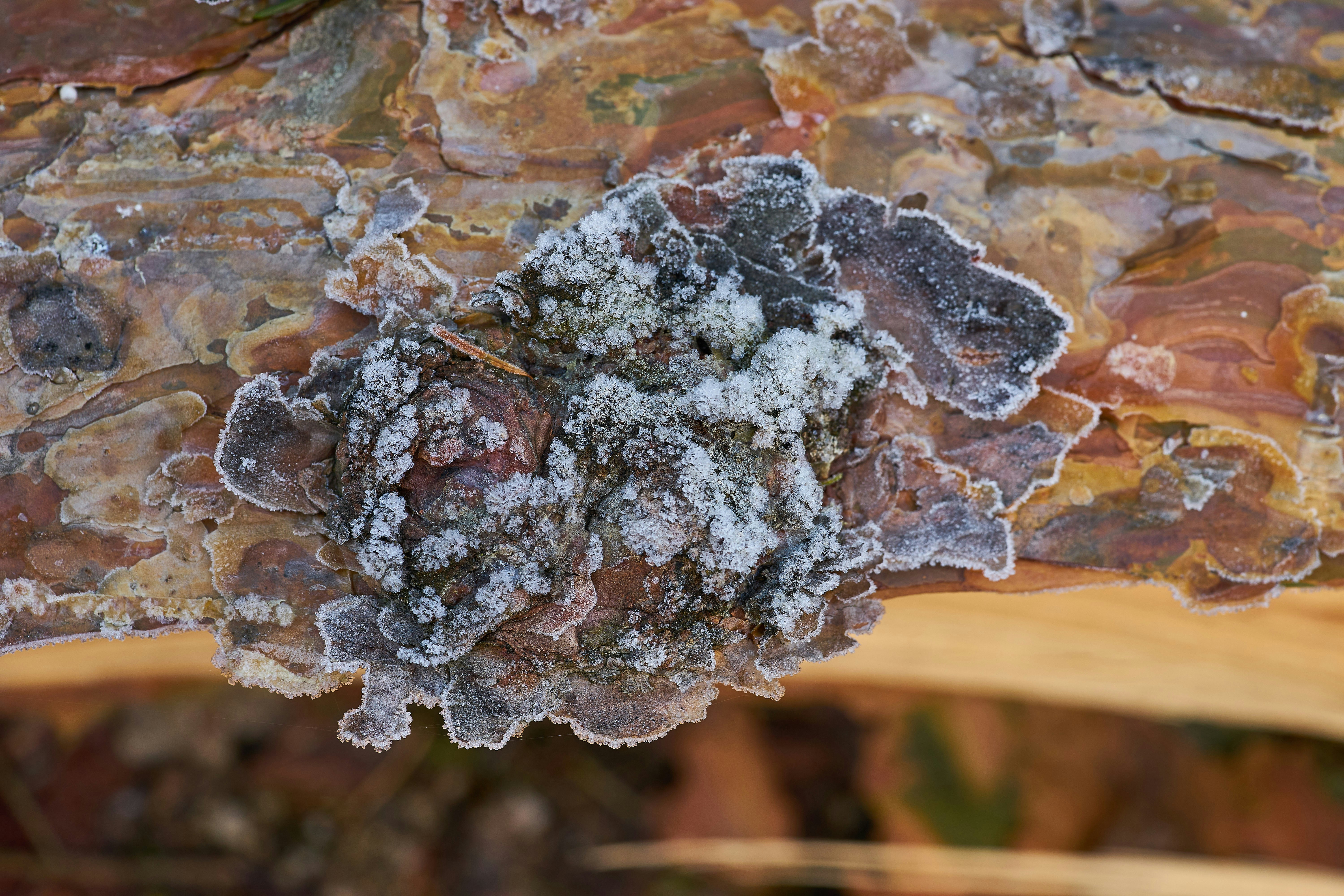 Frost-covered lichen and moss on a weathered log, showcasing intricate patterns and textures. The scene highlights the beauty of nature's details.