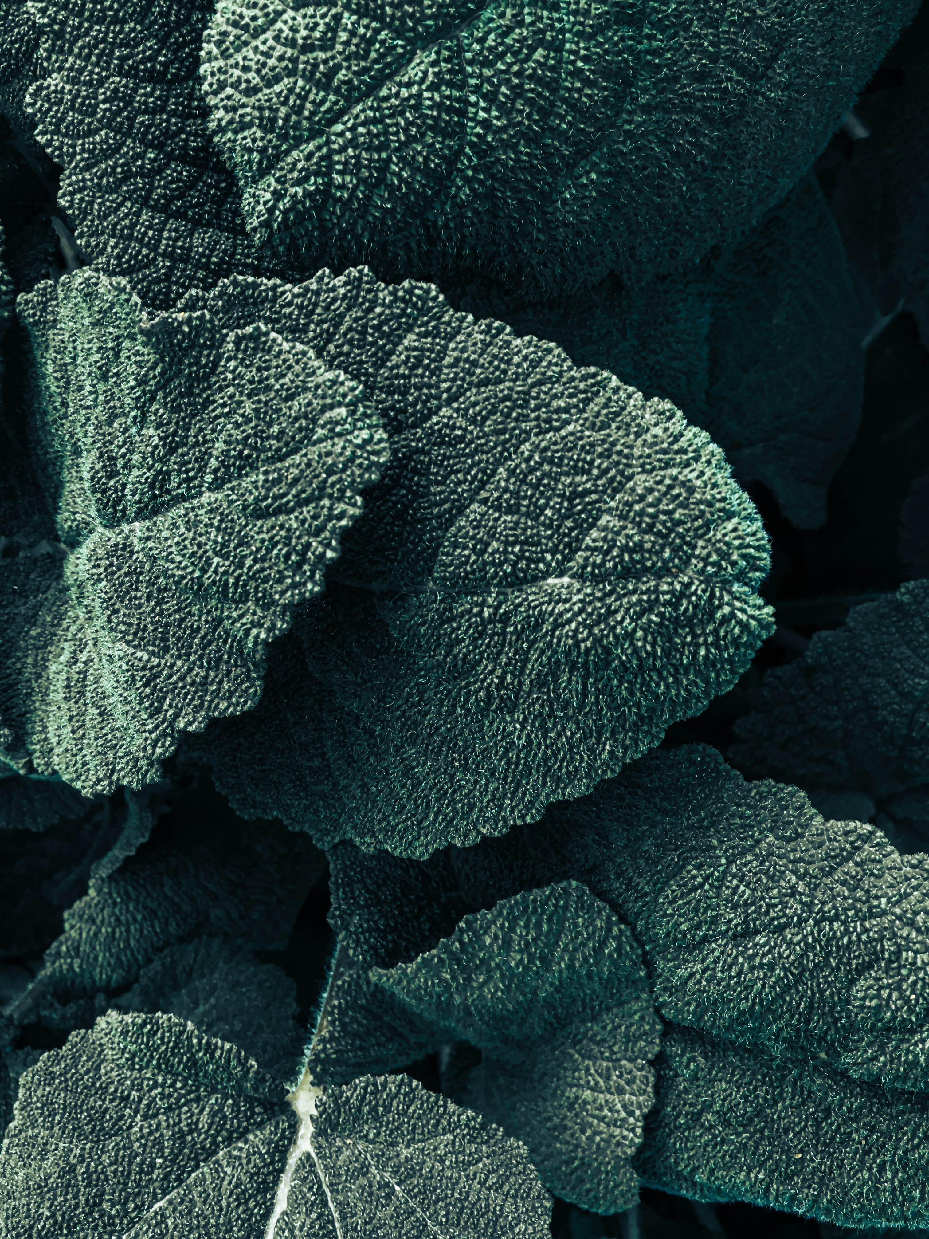 Leaves