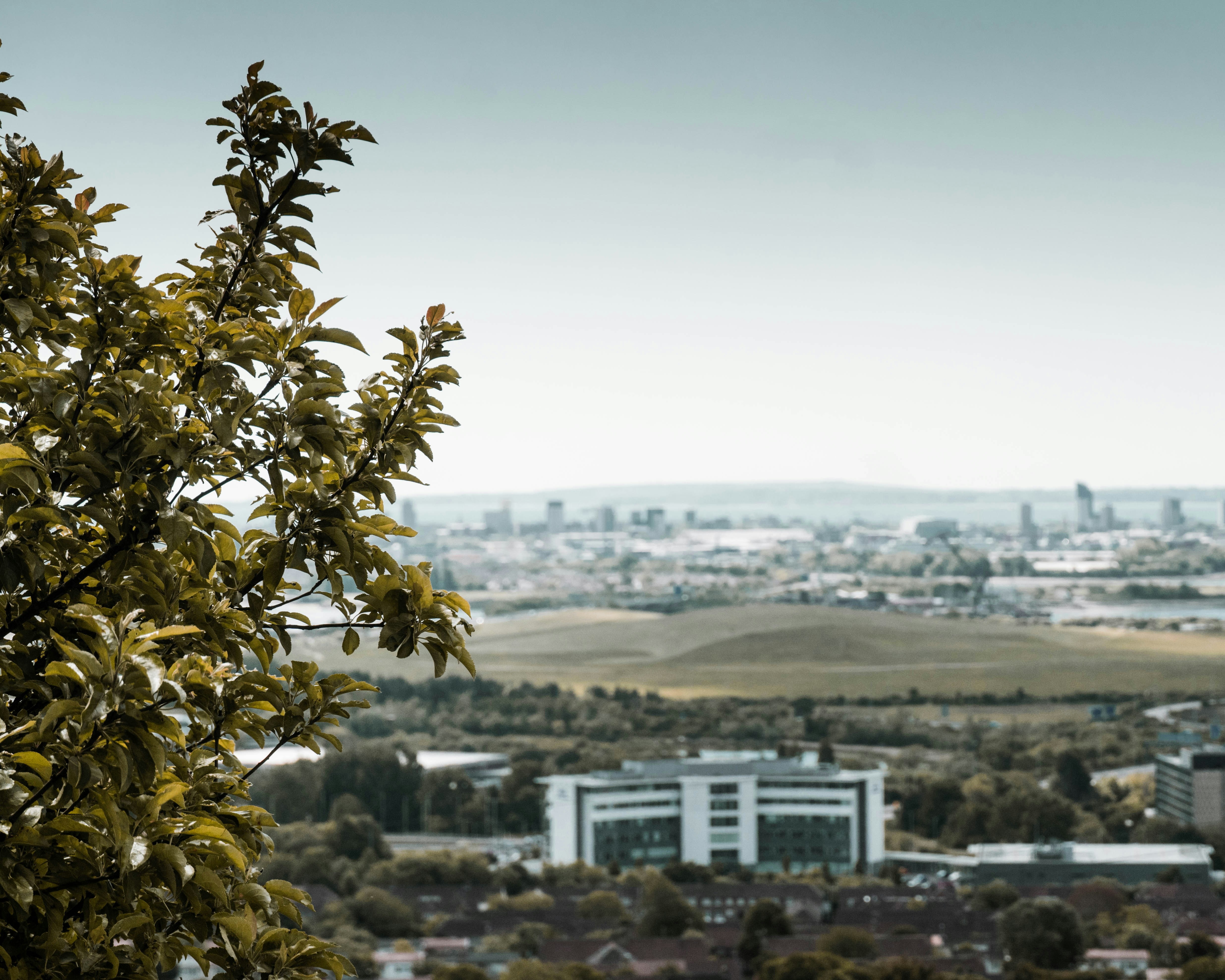 Green tree with white and brown city buildings in the distance photo ...