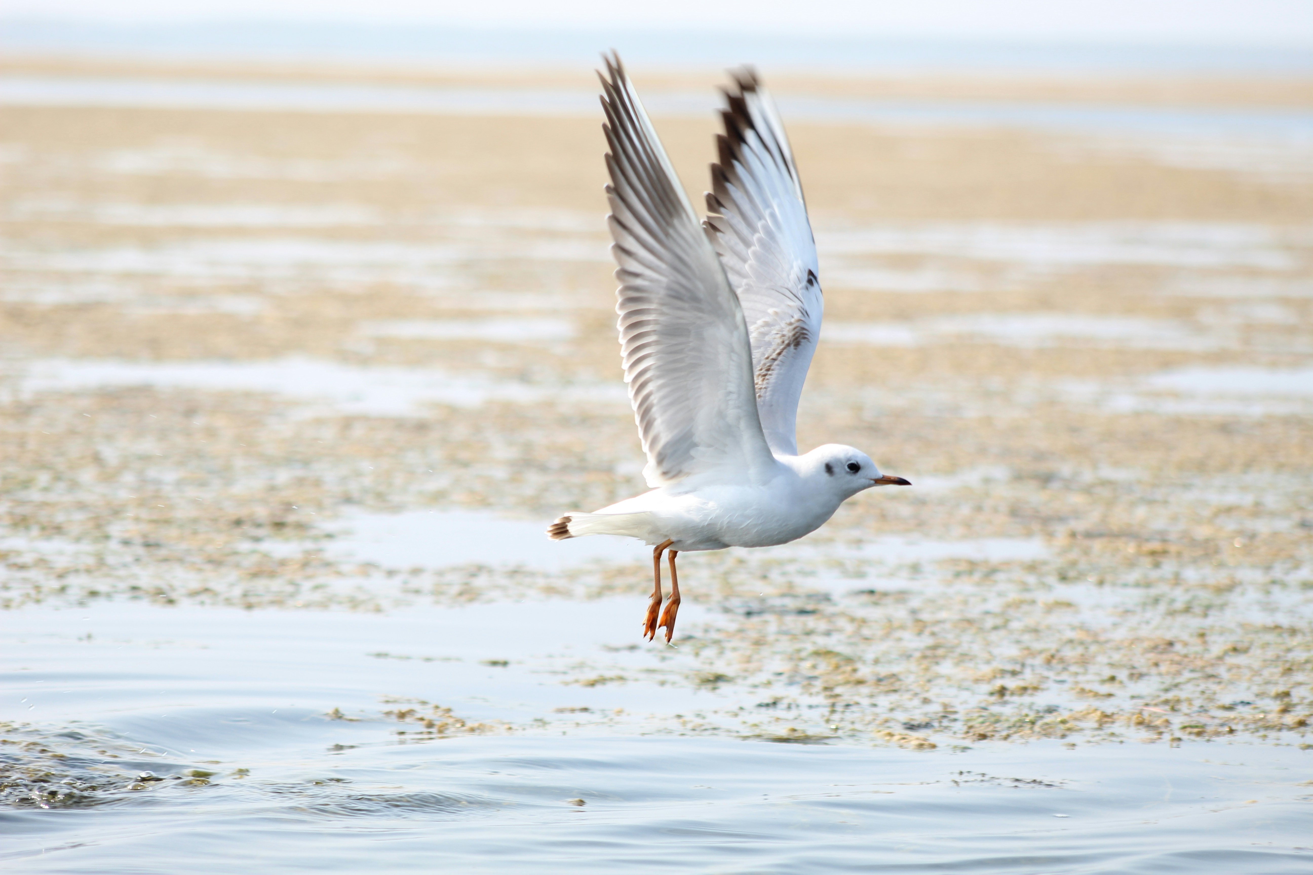 White bird flying over the sea during daytime photo – Free Nalsarovar ...