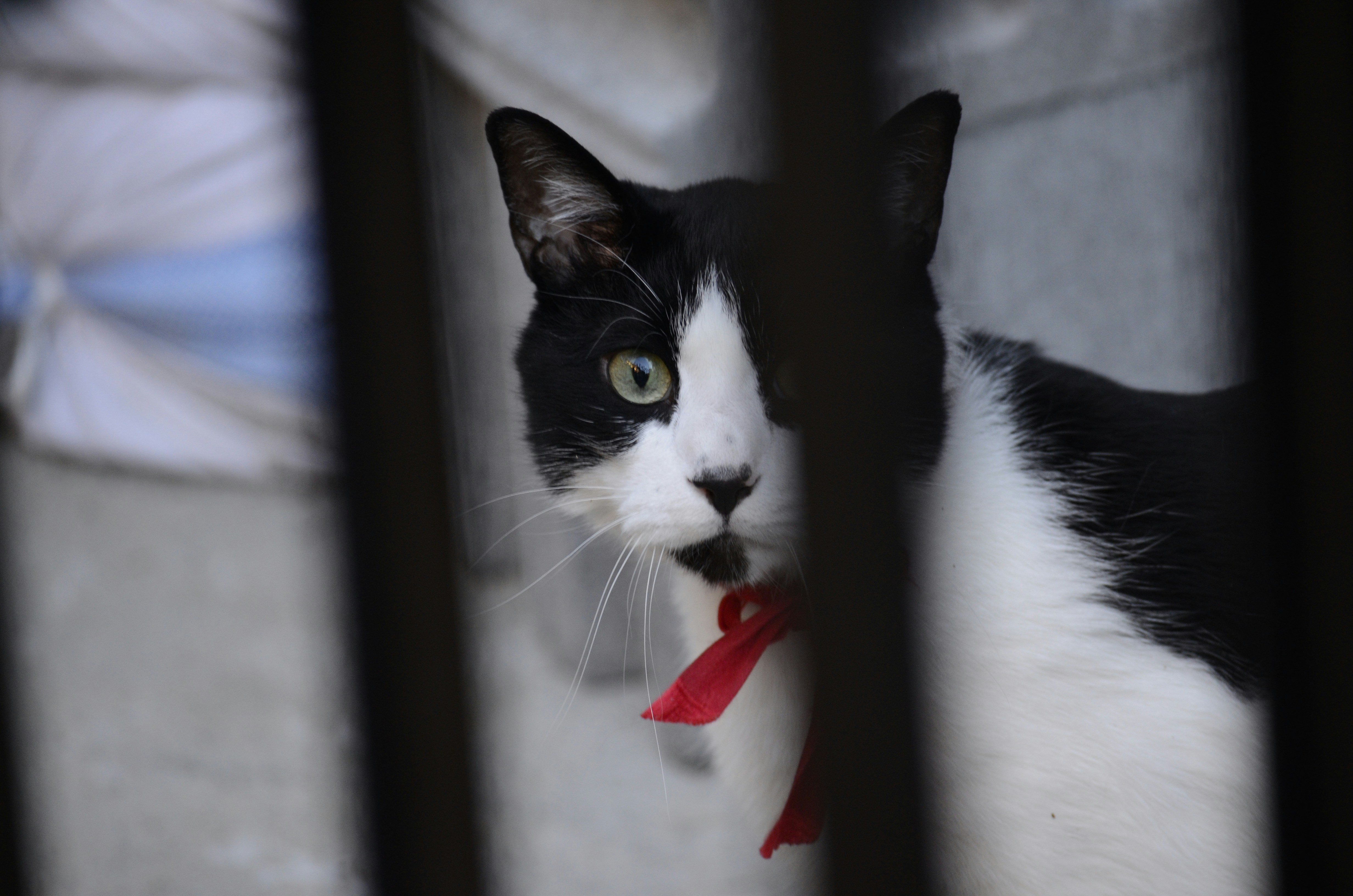 Gazer Behind the Bars: A tuxedo cat with a crimson bow