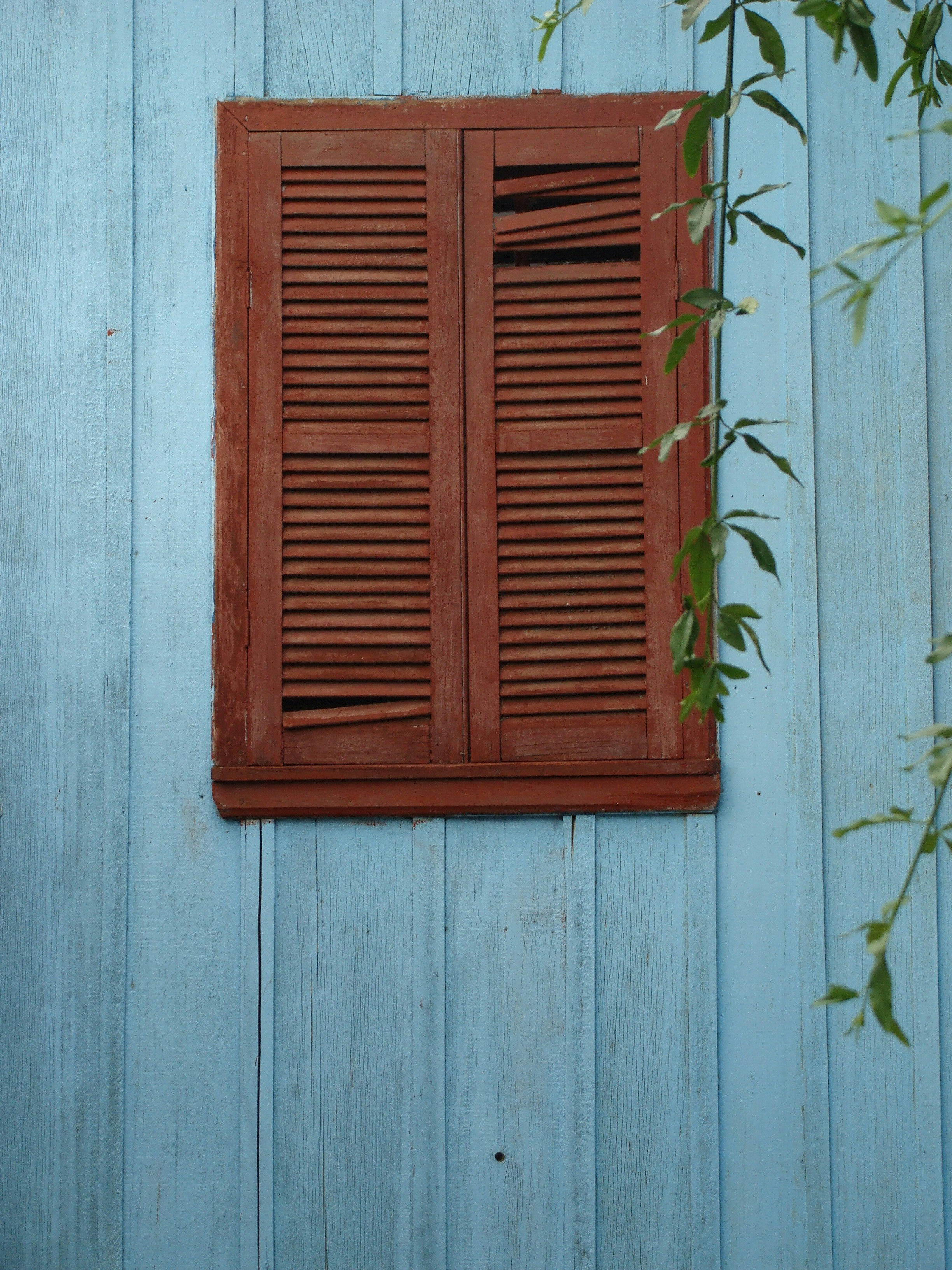 Rust-red louvered window shutter centered on a turquoise wooden wall, with green ivy trailing along the right edge.