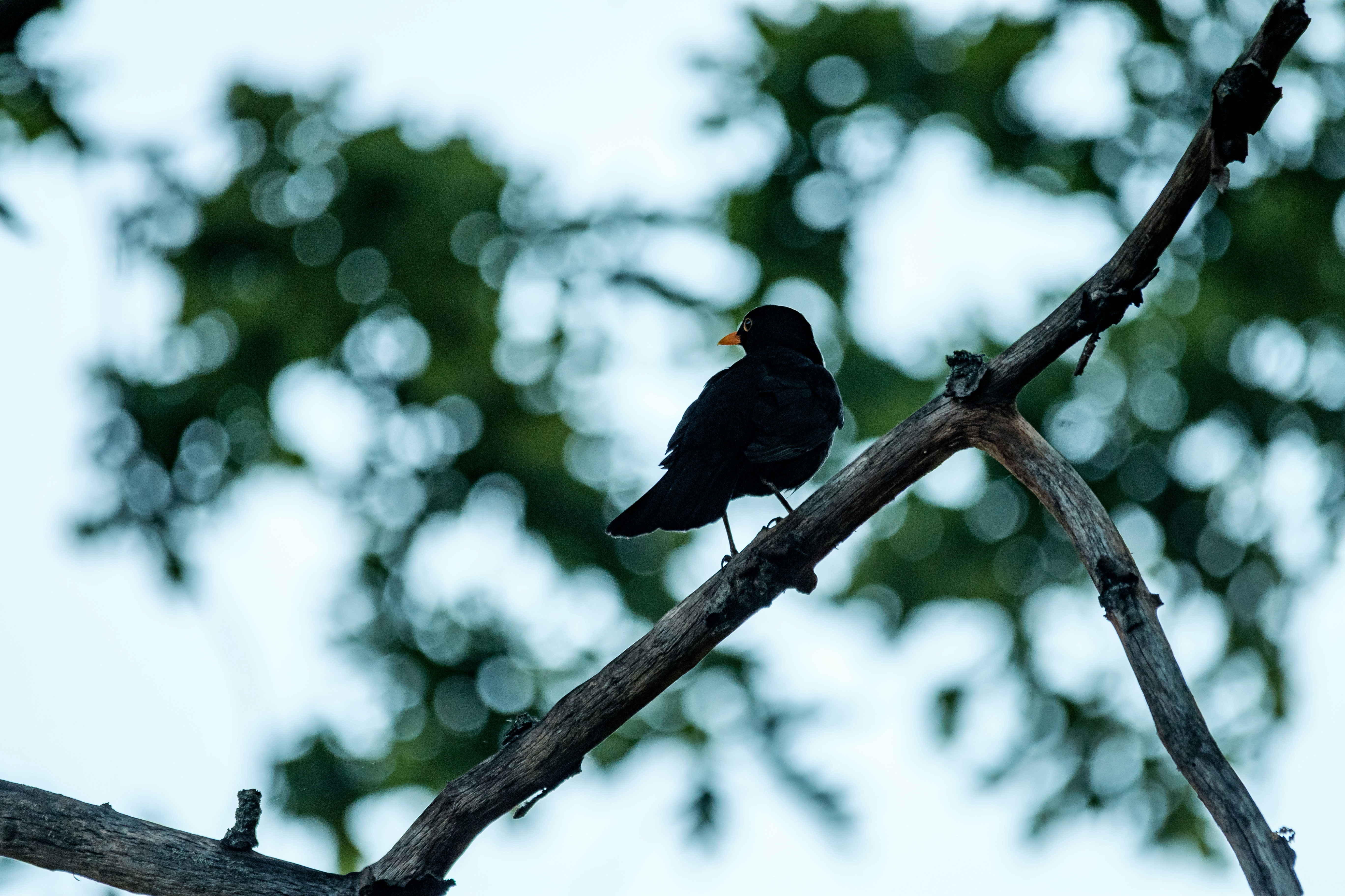 A black bird perched on a gnarled branch, silhouetted against a softly blurred background of green foliage.
