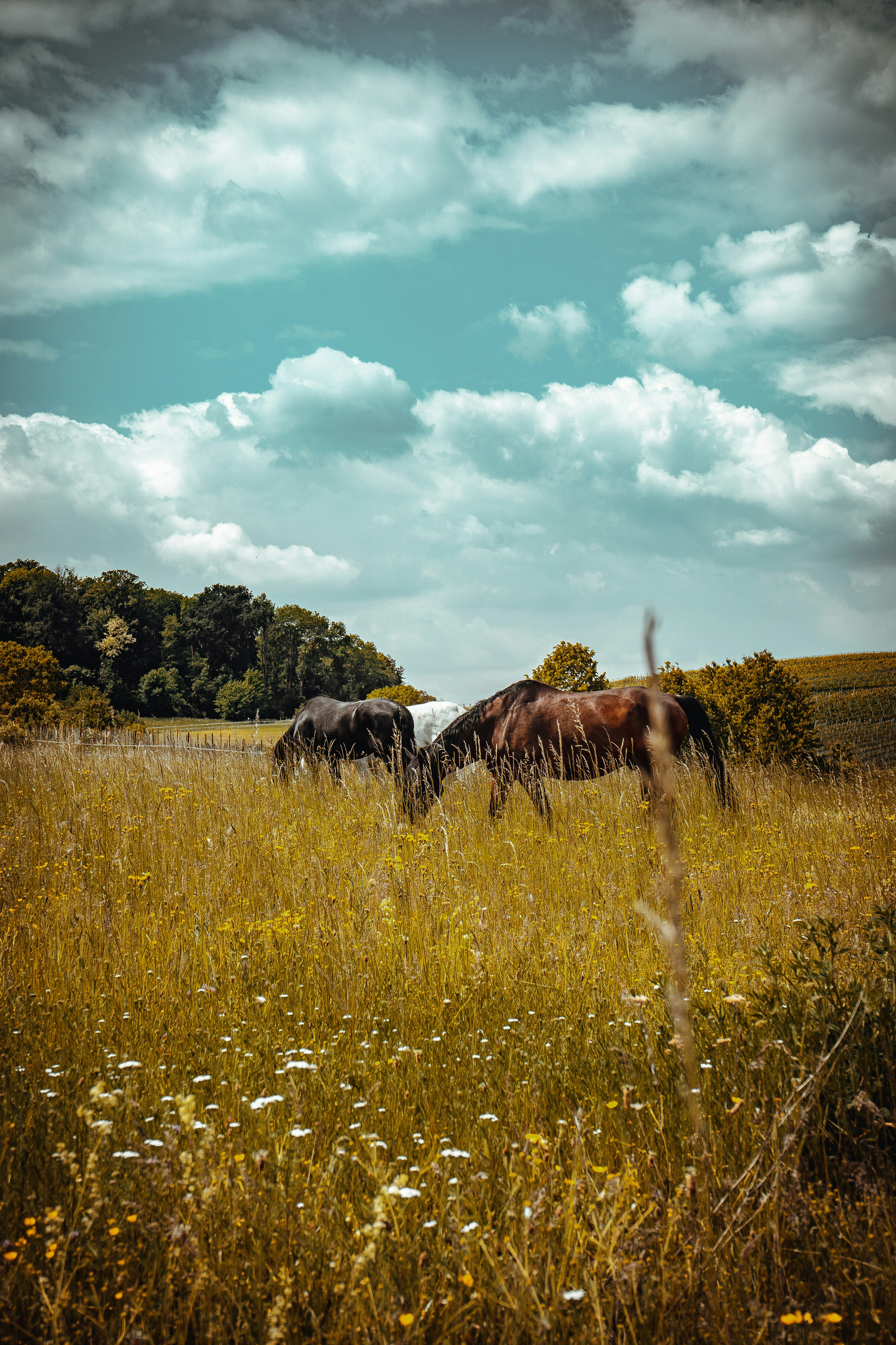 Dappled Silence: Two Horses in a Sunlit Prairie